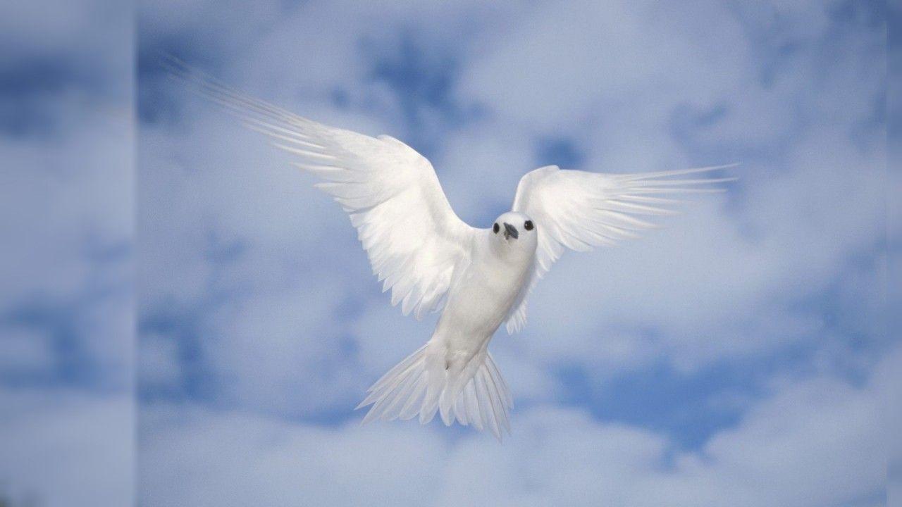 White Bird Wallpapers - Top Free White Bird Backgrounds - WallpaperAccess