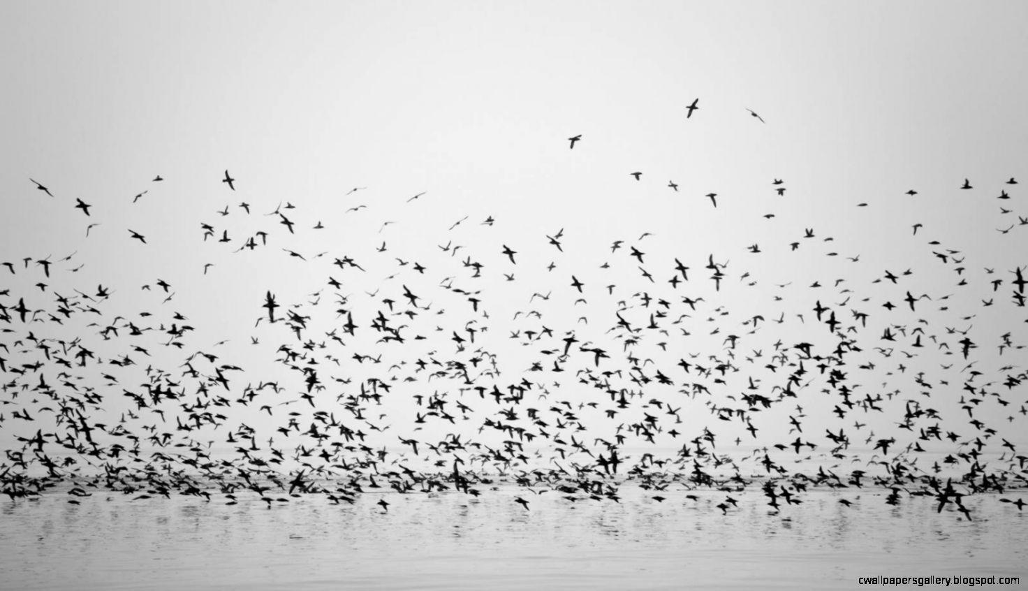 White Bird Wallpapers - Top Free White Bird Backgrounds - WallpaperAccess