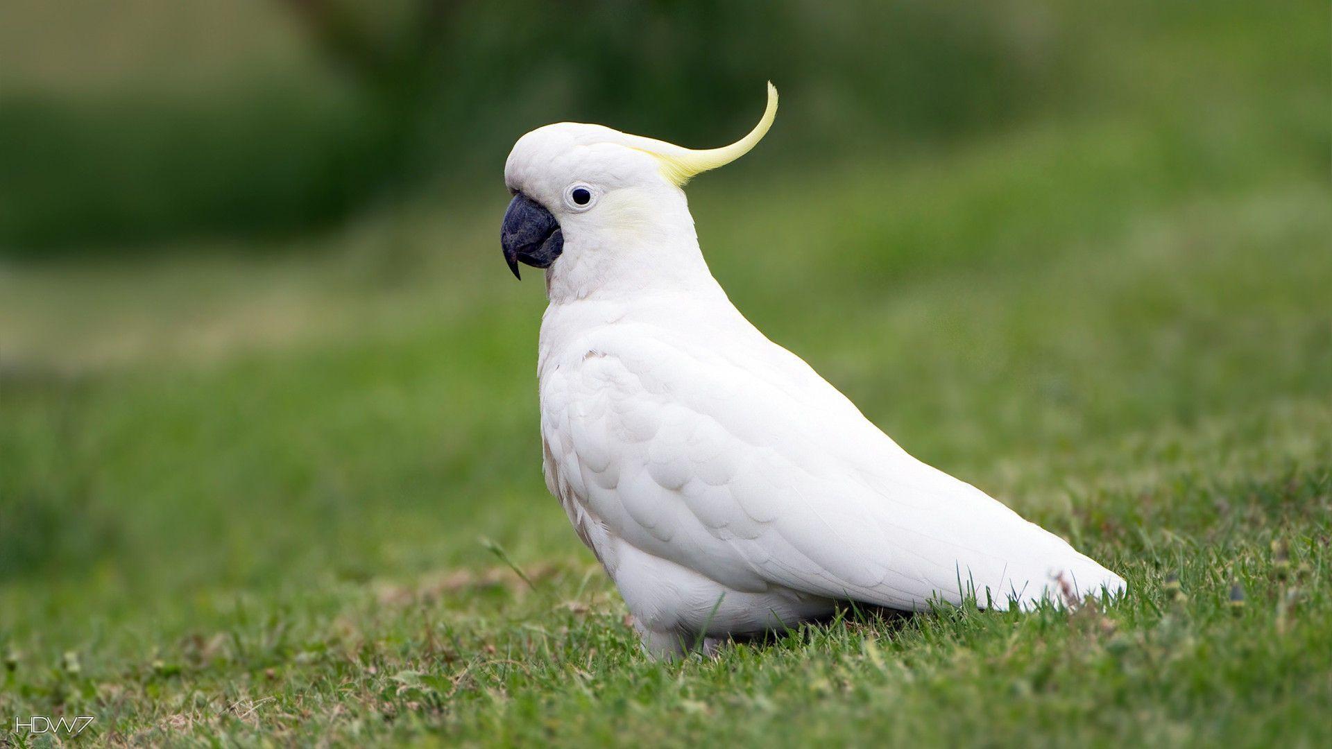 Cockatoo Wallpapers - Top Free Cockatoo Backgrounds - WallpaperAccess
