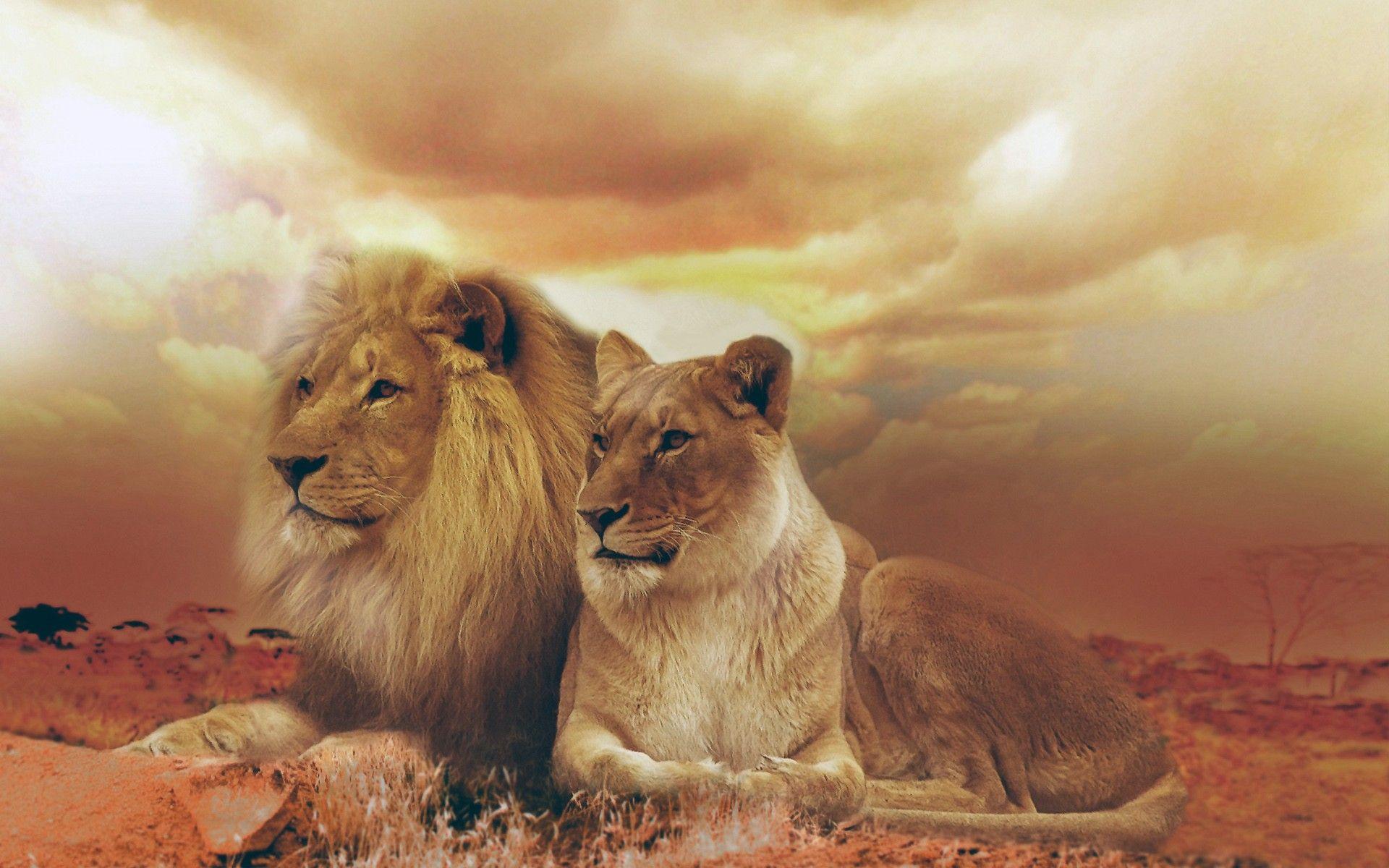 Female Lion Wallpapers - Top Free Female Lion Backgrounds - WallpaperAccess