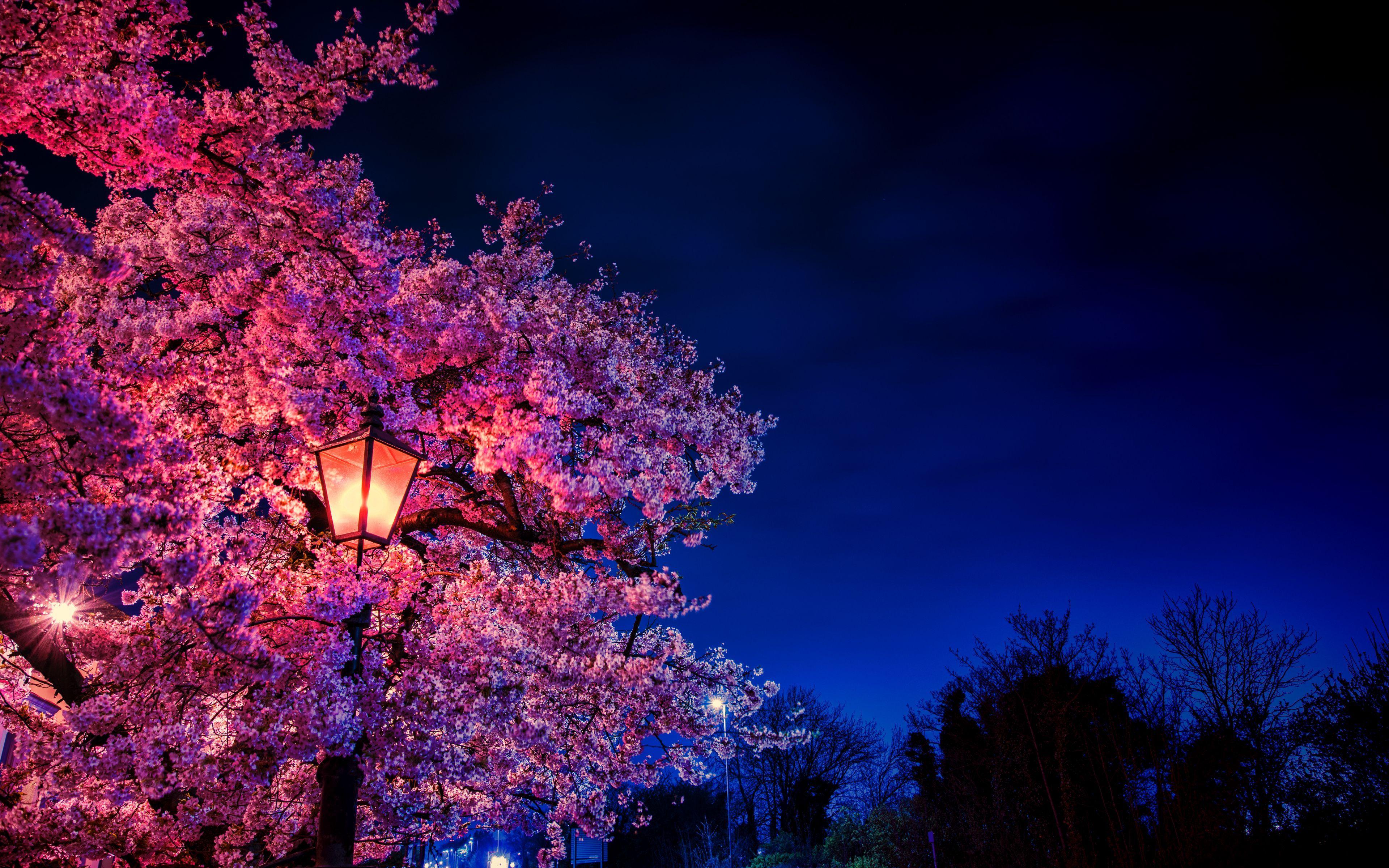 Sakura 4K Ultra HD Wallpapers Top Free Sakura 4K Ultra HD Backgrounds