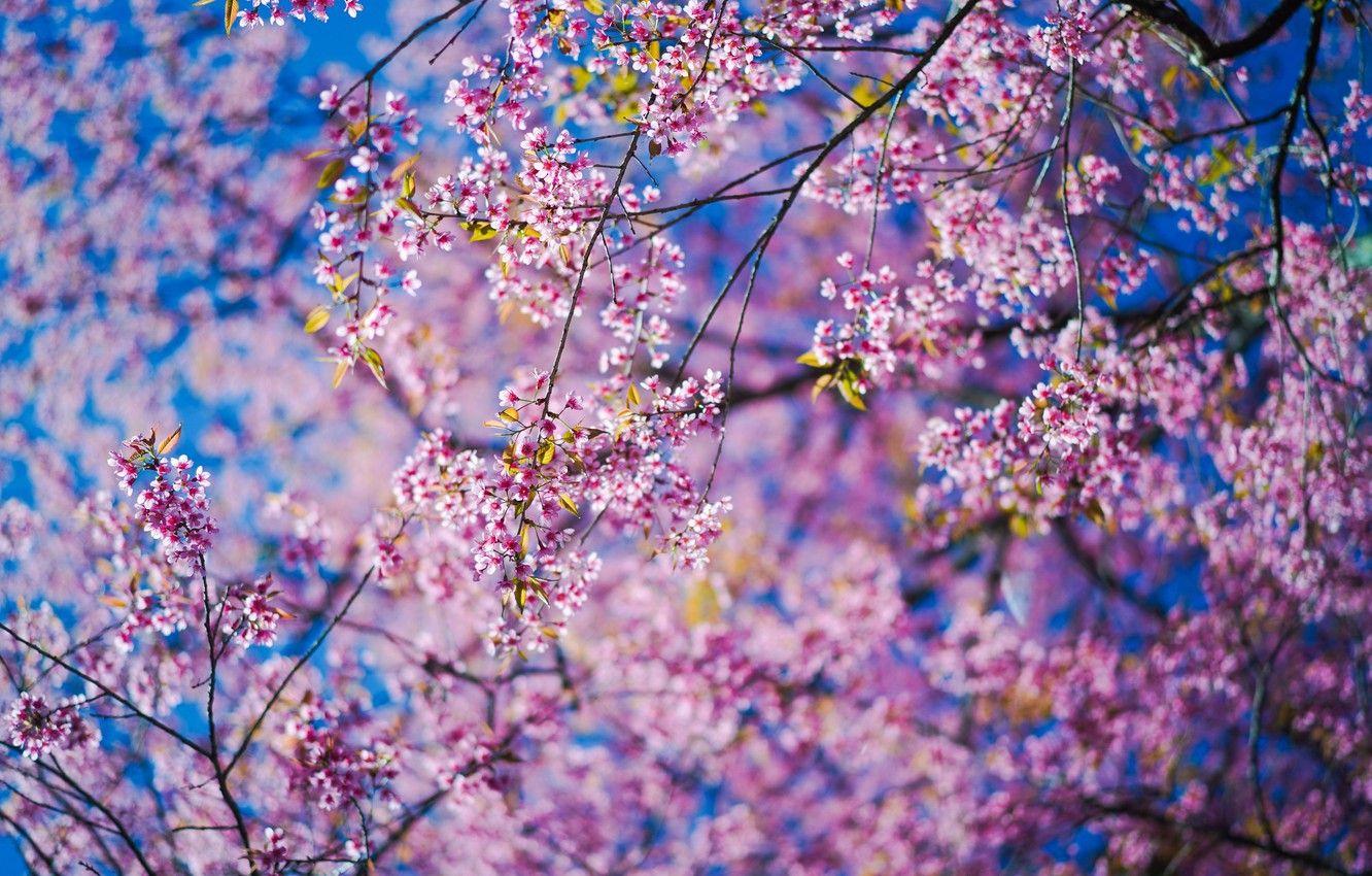 Sakura 4K Ultra HD Wallpapers - Top Free Sakura 4K Ultra HD Backgrounds ...