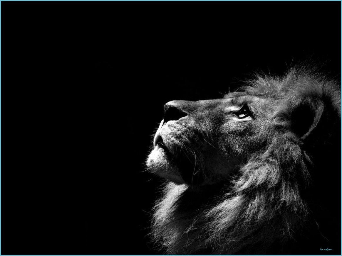 Scary Lion Wallpapers - Top Free Scary Lion Backgrounds - WallpaperAccess