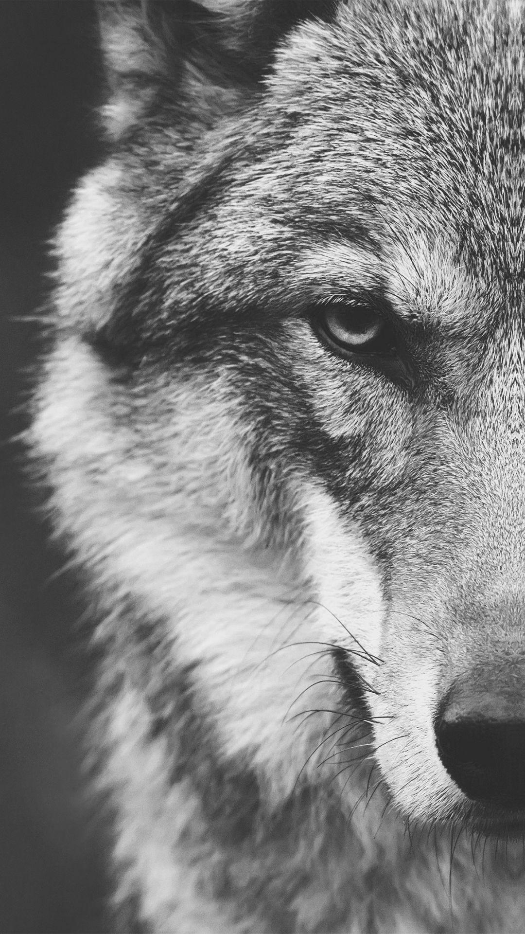 White Wolf Phone Wallpapers - Top Free White Wolf Phone Backgrounds ...