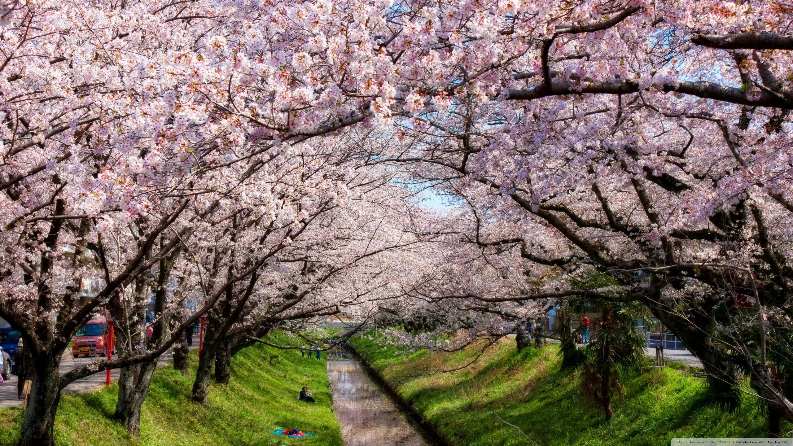 Sakura 4K Ultra HD Wallpapers - Top Free Sakura 4K Ultra HD Backgrounds ...