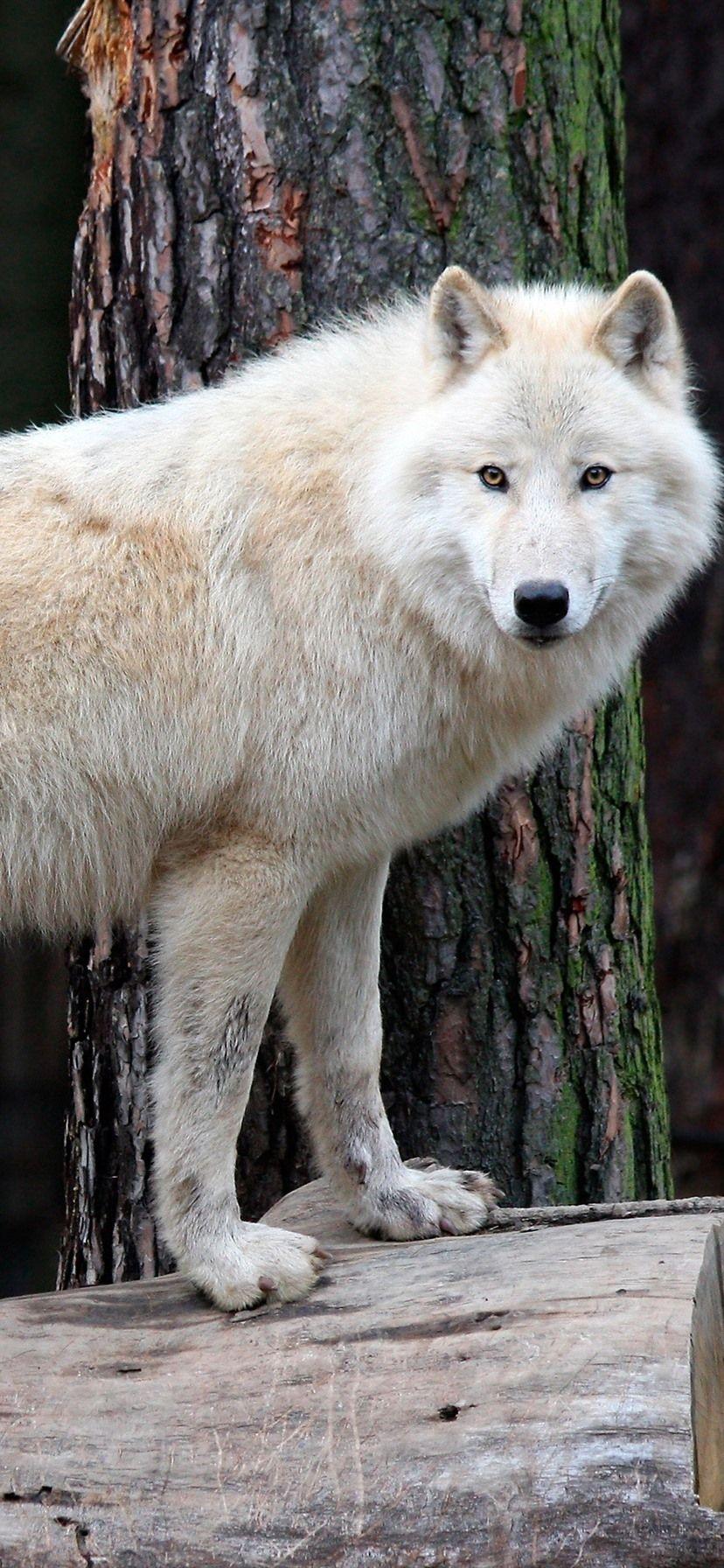 White Wolf Phone Wallpapers - Top Free White Wolf Phone Backgrounds ...