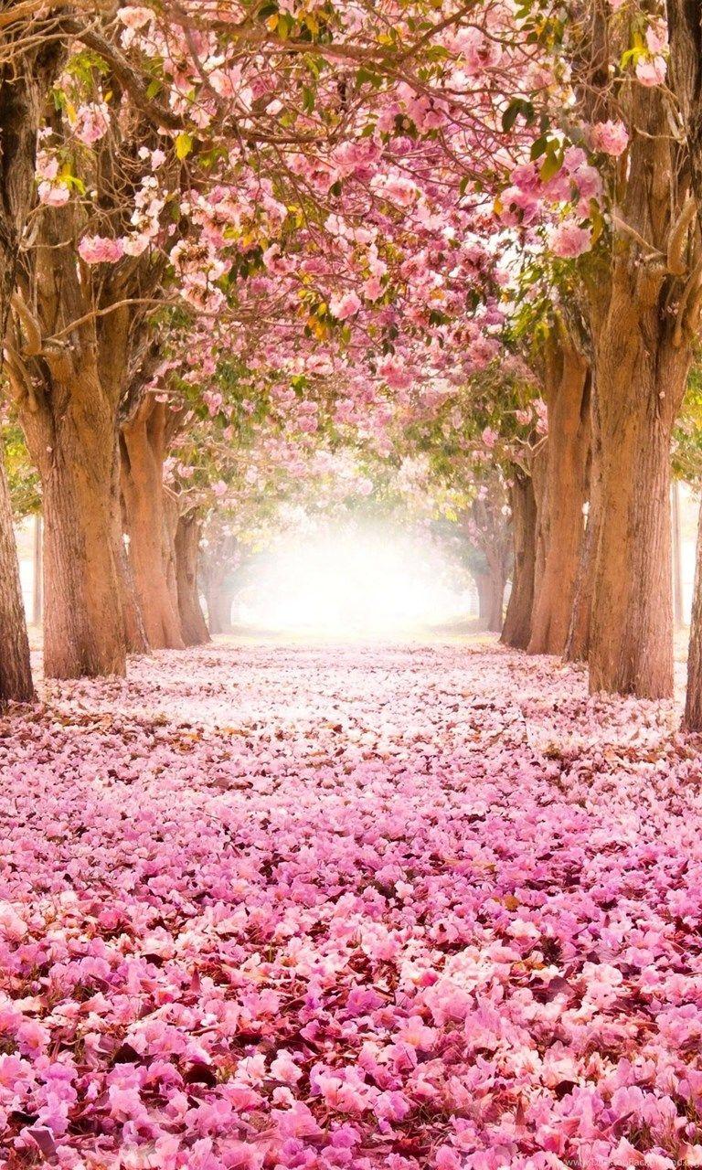 Sakura 4K Ultra HD Wallpapers - Top Free Sakura 4K Ultra HD Backgrounds ...