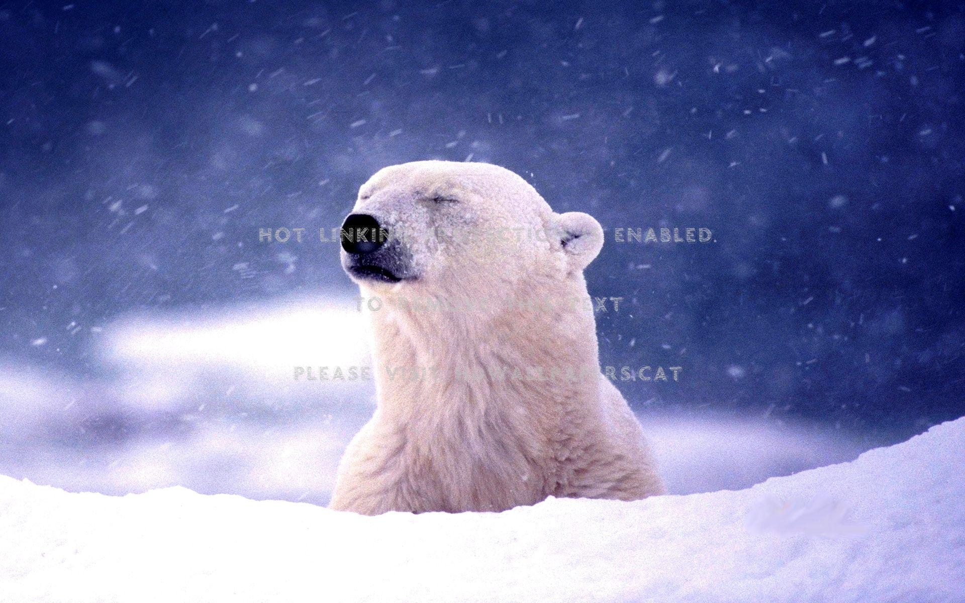 Bing Winter Wallpapers - Top Free Bing Winter Backgrounds - WallpaperAccess