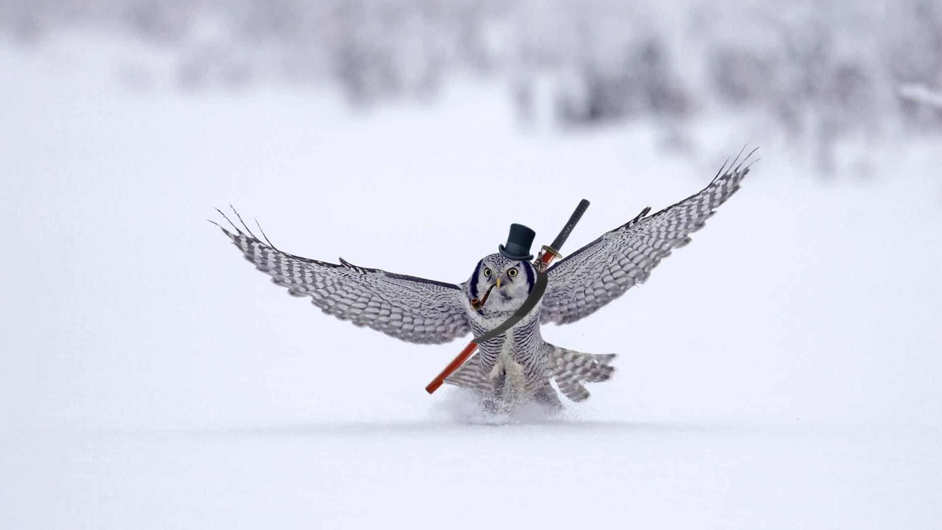 Funny Winter Wallpapers - Top Free Funny Winter Backgrounds ...