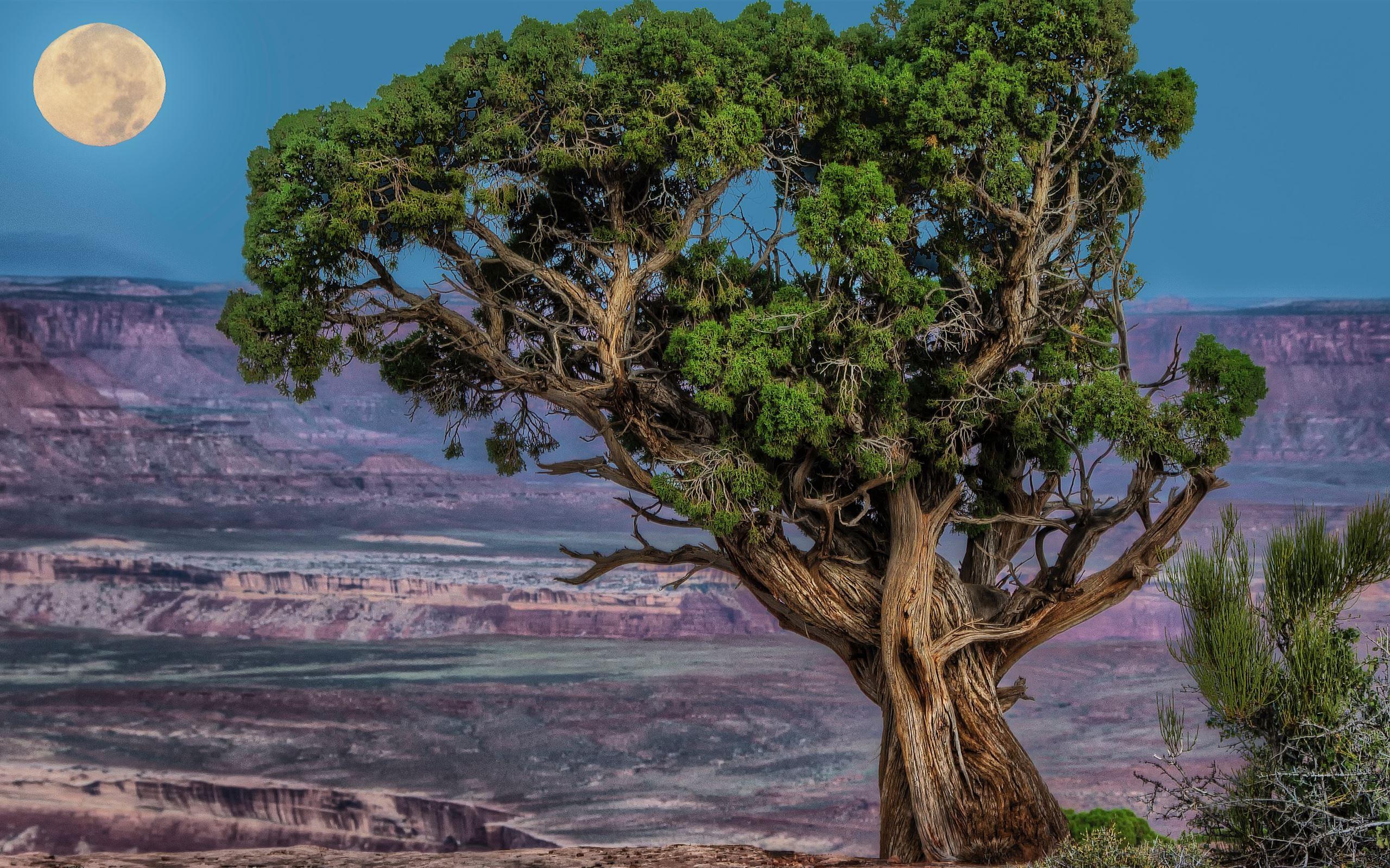 Moonrise Wallpapers - Top Free Moonrise Backgrounds - WallpaperAccess