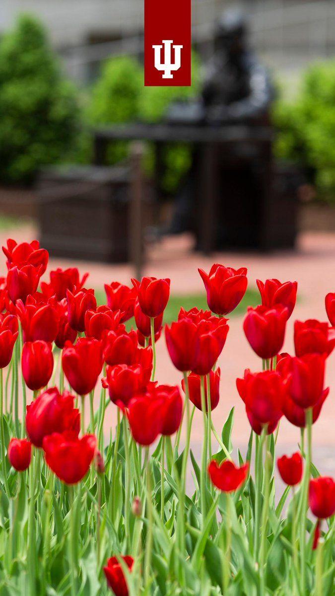 Indiana University Wallpapers - Top Free Indiana University Backgrounds ...