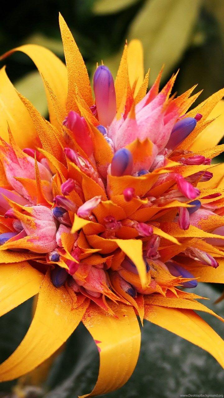 Tropical Flower Phone Wallpapers - Top Free Tropical Flower Phone ...