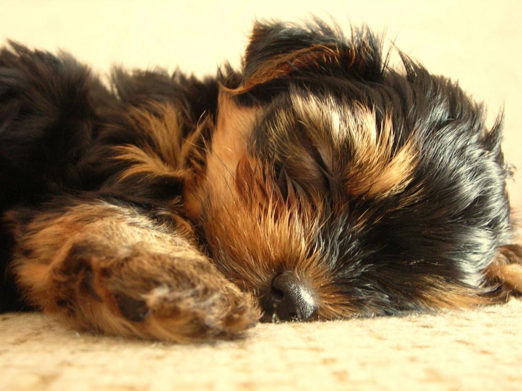 Yorkie Dog Wallpapers - Top Free Yorkie Dog Backgrounds - WallpaperAccess