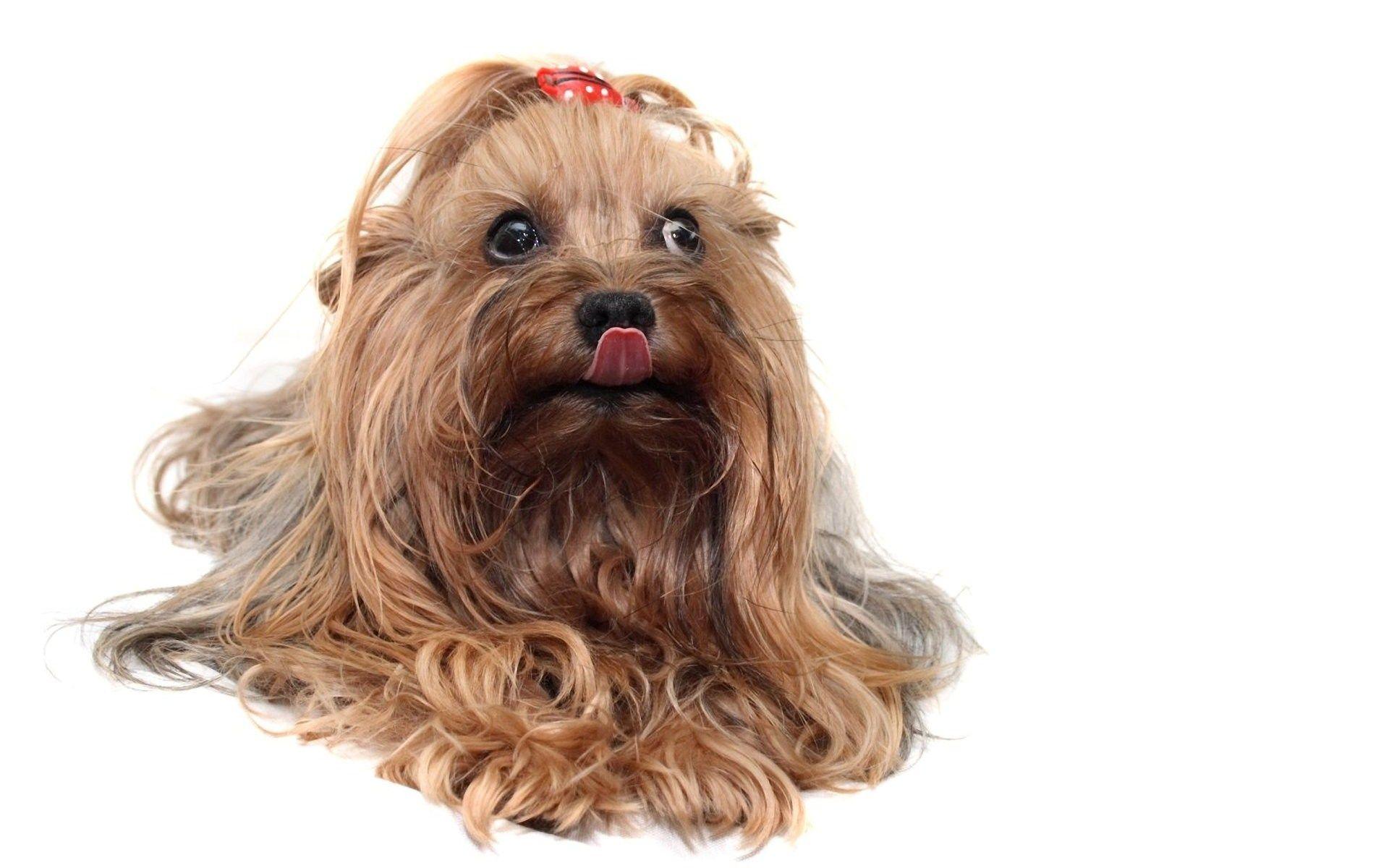 Cute Yorkie Wallpapers - Top Free Cute Yorkie Backgrounds - WallpaperAccess