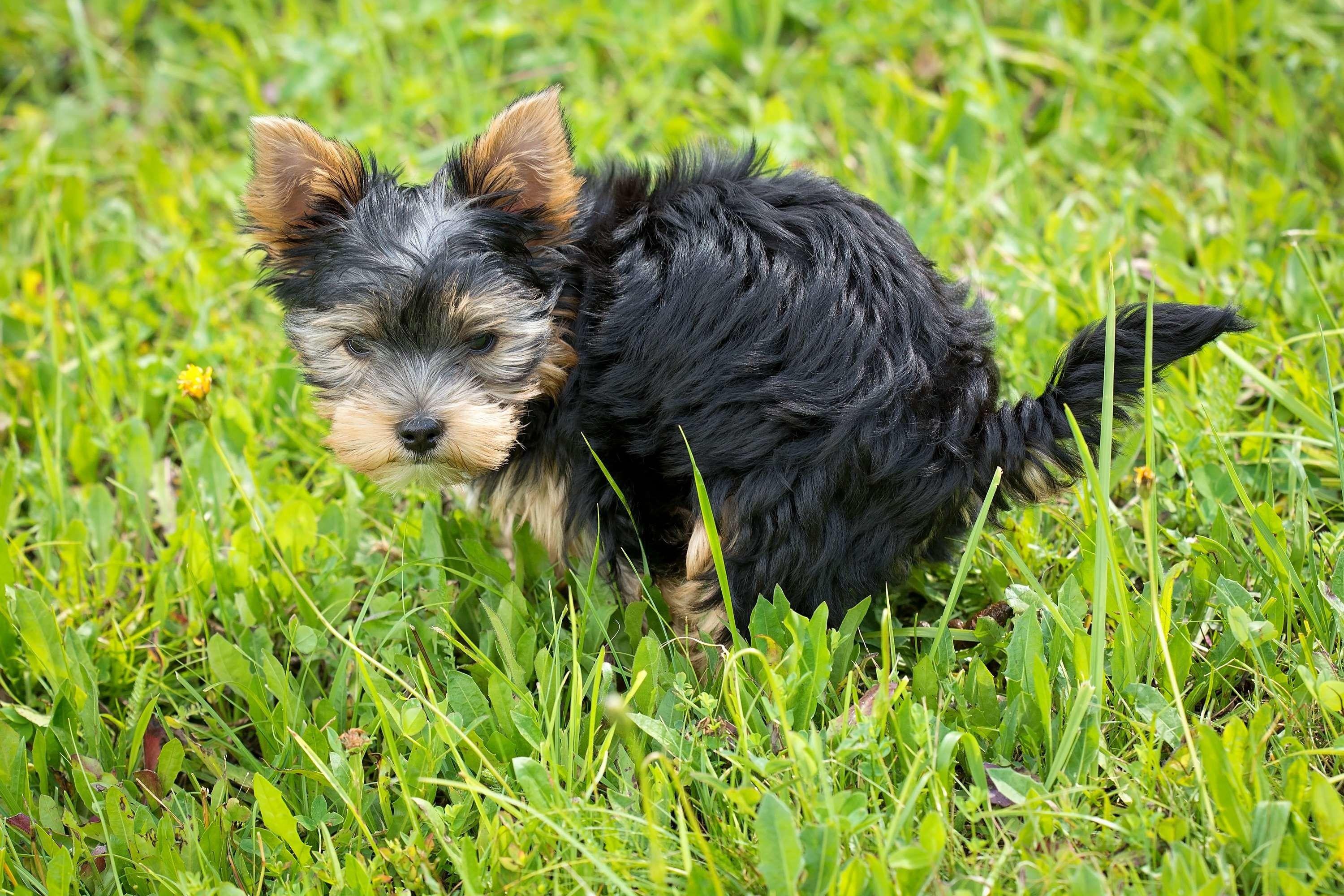 Cute Yorkie Wallpapers - Top Free Cute Yorkie Backgrounds - WallpaperAccess