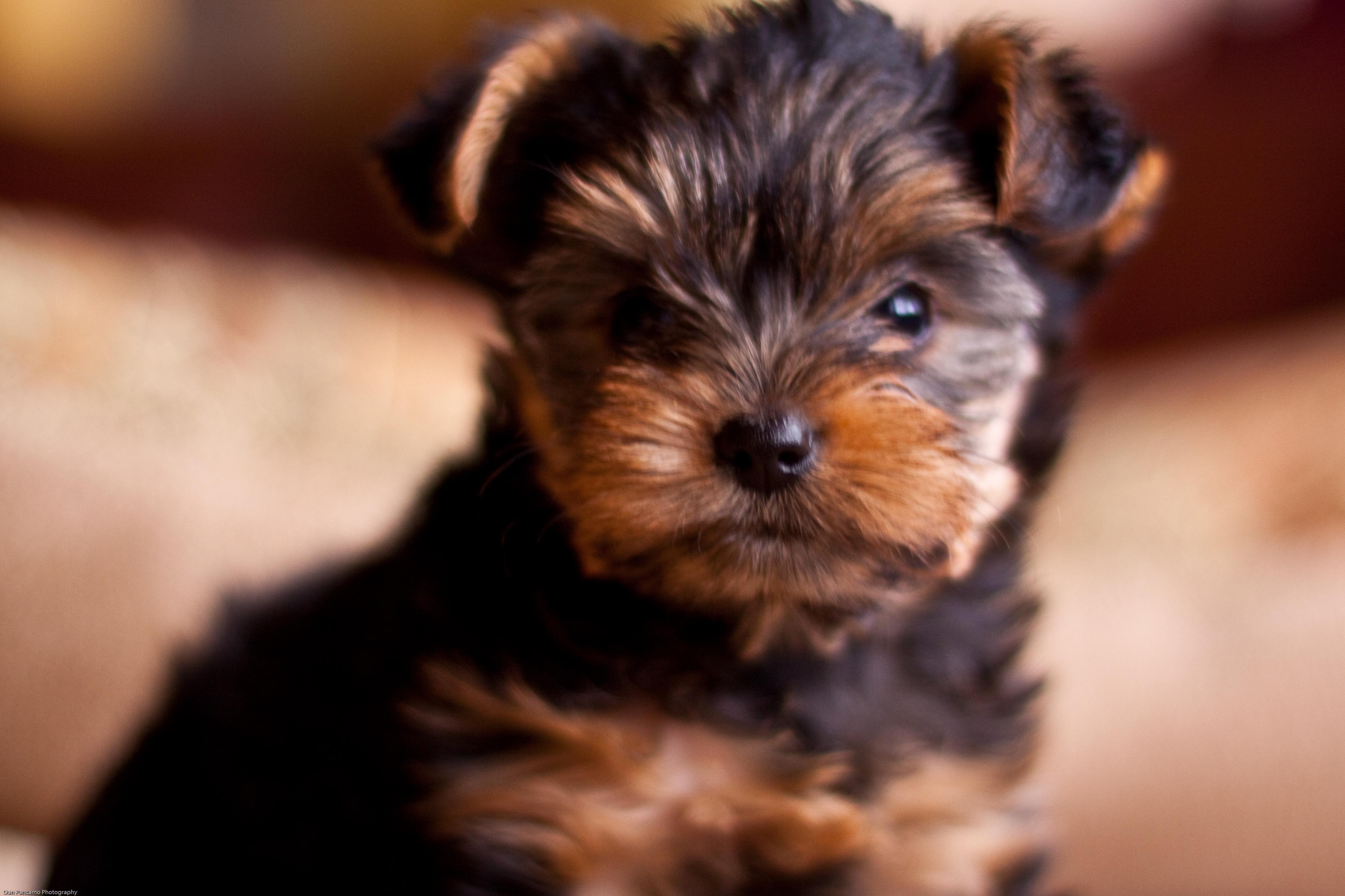 Cute Yorkie Wallpapers - Top Free Cute Yorkie Backgrounds - WallpaperAccess