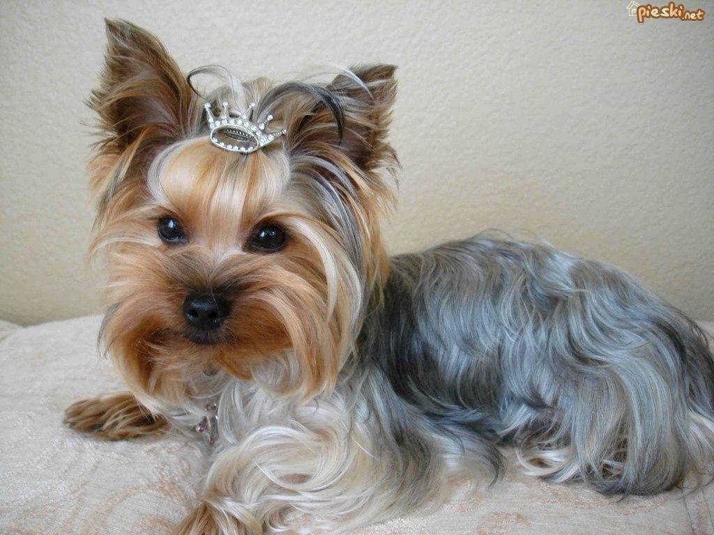 Cute Yorkie Wallpapers - Top Free Cute Yorkie Backgrounds - WallpaperAccess