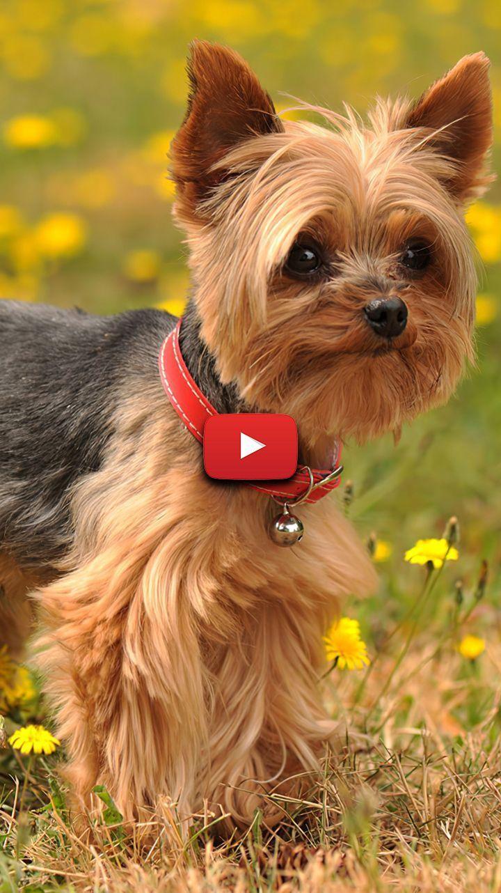 Cute Yorkie Wallpapers - Top Free Cute Yorkie Backgrounds - WallpaperAccess