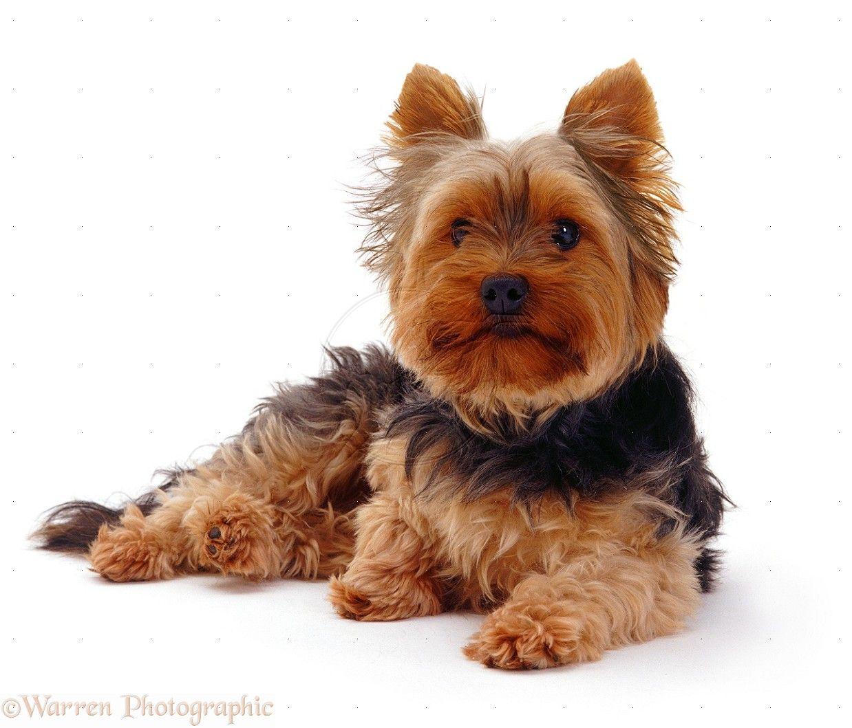 Cute Yorkie Wallpapers - Top Free Cute Yorkie Backgrounds - WallpaperAccess