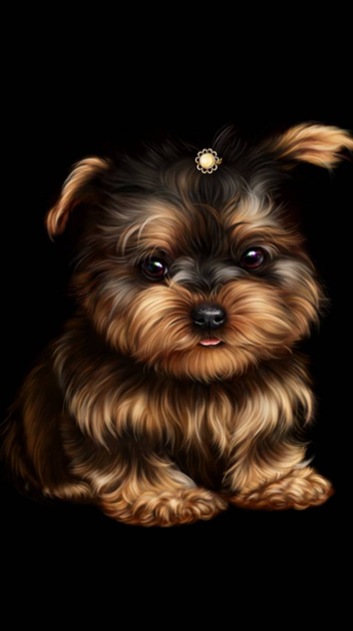 Yorkie Dog Wallpapers - Top Free Yorkie Dog Backgrounds - WallpaperAccess