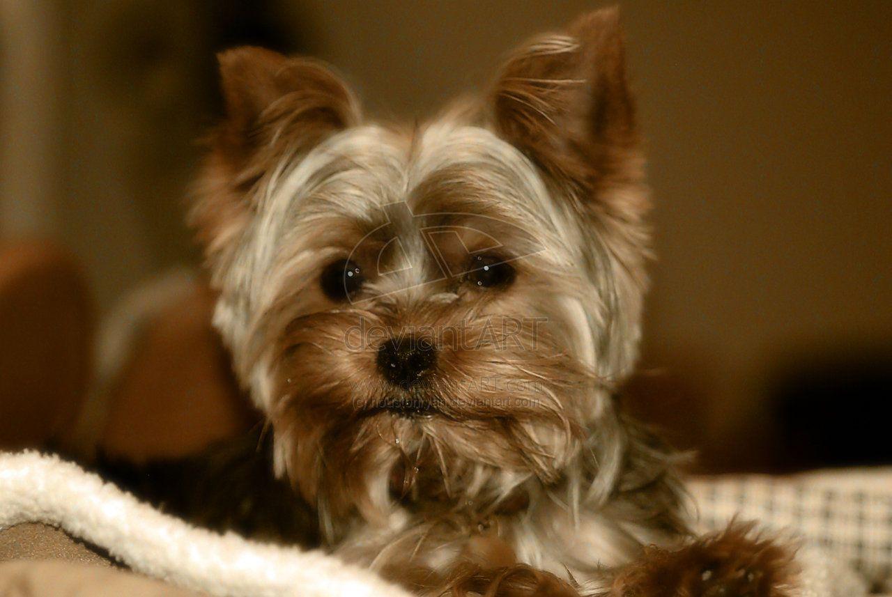 Cute Yorkie Wallpapers - Top Free Cute Yorkie Backgrounds - WallpaperAccess