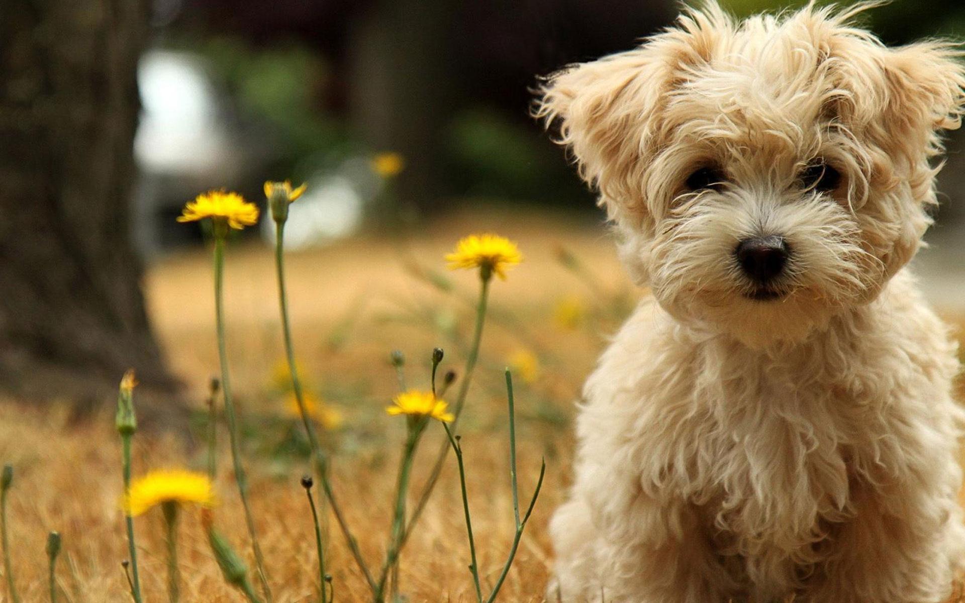 Cute Yorkie Wallpapers - Top Free Cute Yorkie Backgrounds - WallpaperAccess