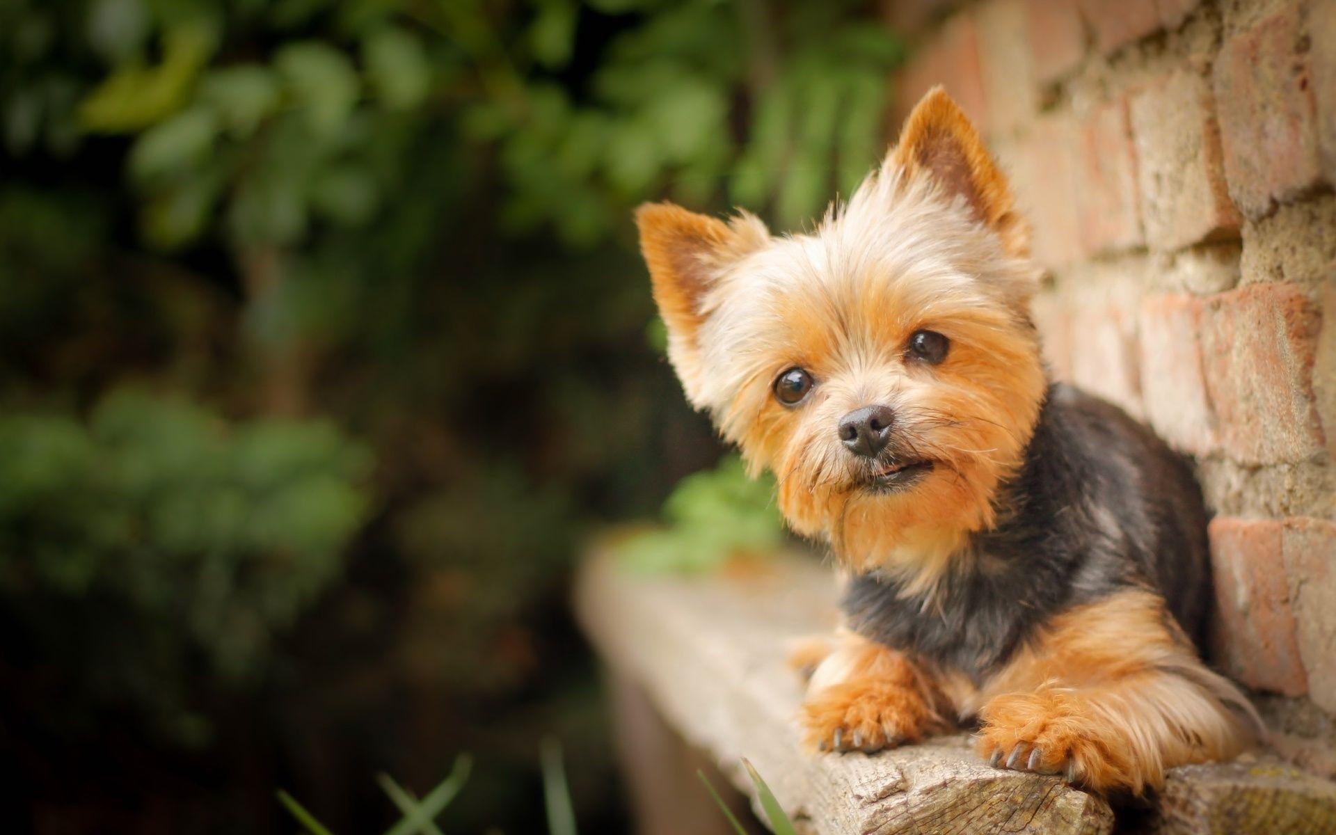 Cute Yorkie Wallpapers - Top Free Cute Yorkie Backgrounds - WallpaperAccess
