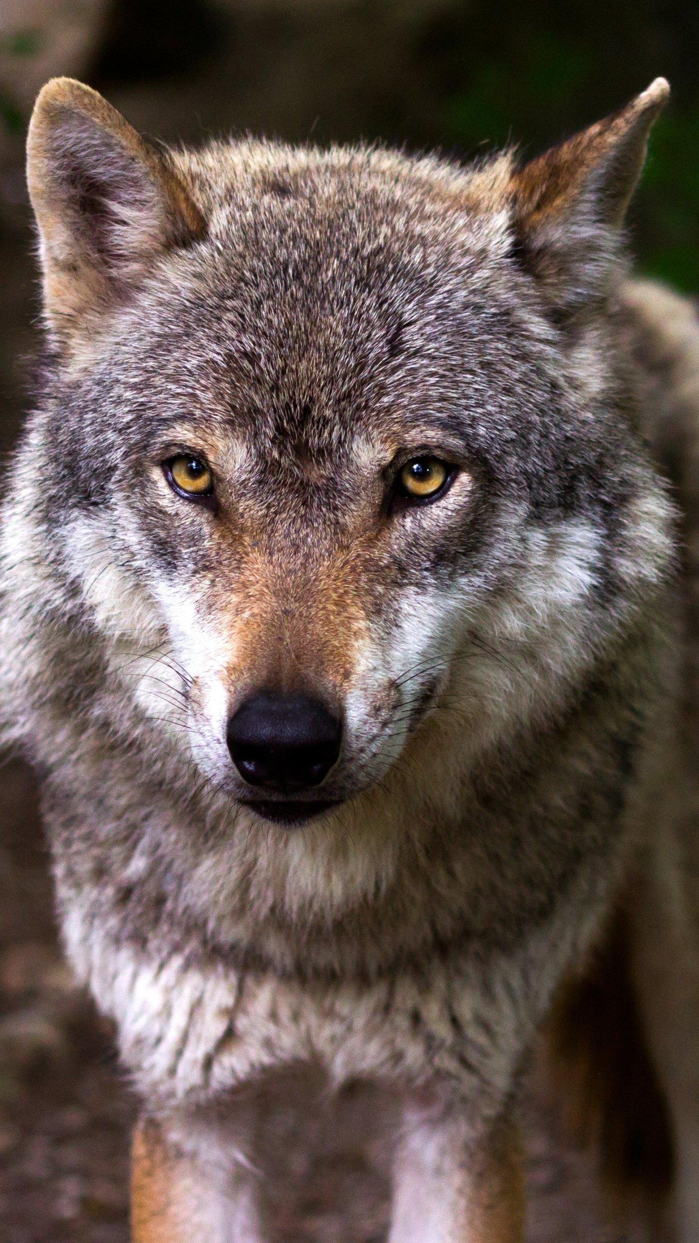 8K Ultra HD Wolf Wallpapers - Top Free 8K Ultra HD Wolf Backgrounds ...