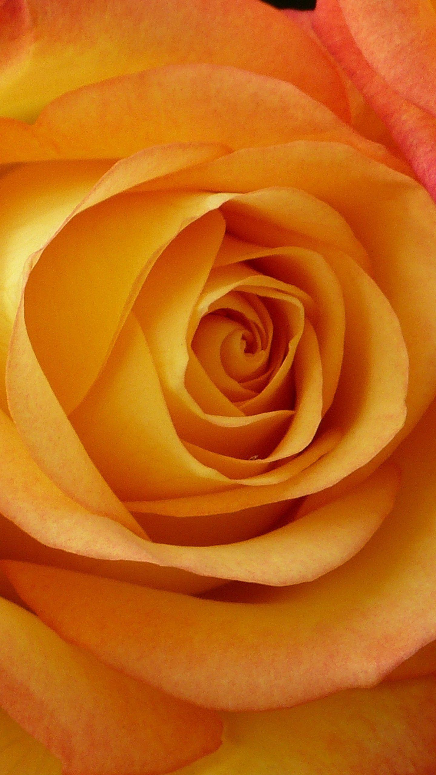Peach Rose Wallpapers - Top Free Peach Rose Backgrounds - WallpaperAccess