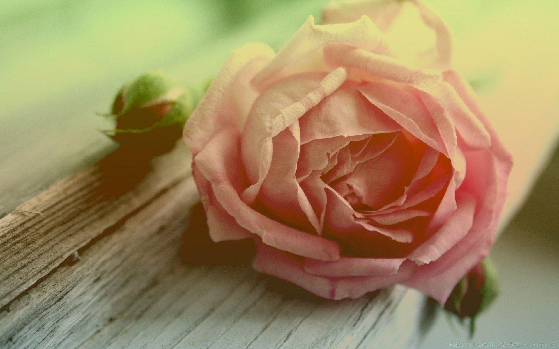 Peach Rose Wallpapers - Top Free Peach Rose Backgrounds - WallpaperAccess