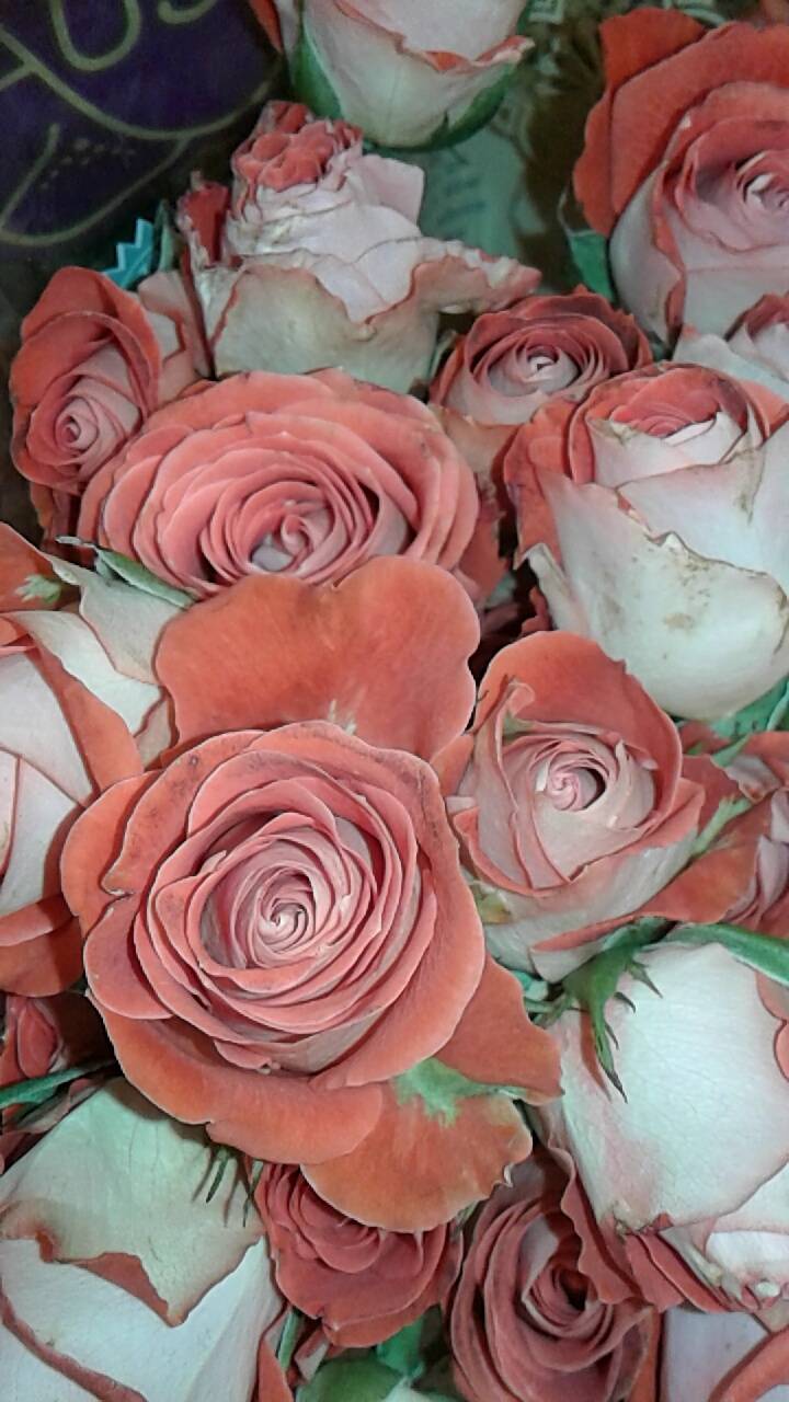 Peach Rose Wallpapers - Top Free Peach Rose Backgrounds - WallpaperAccess