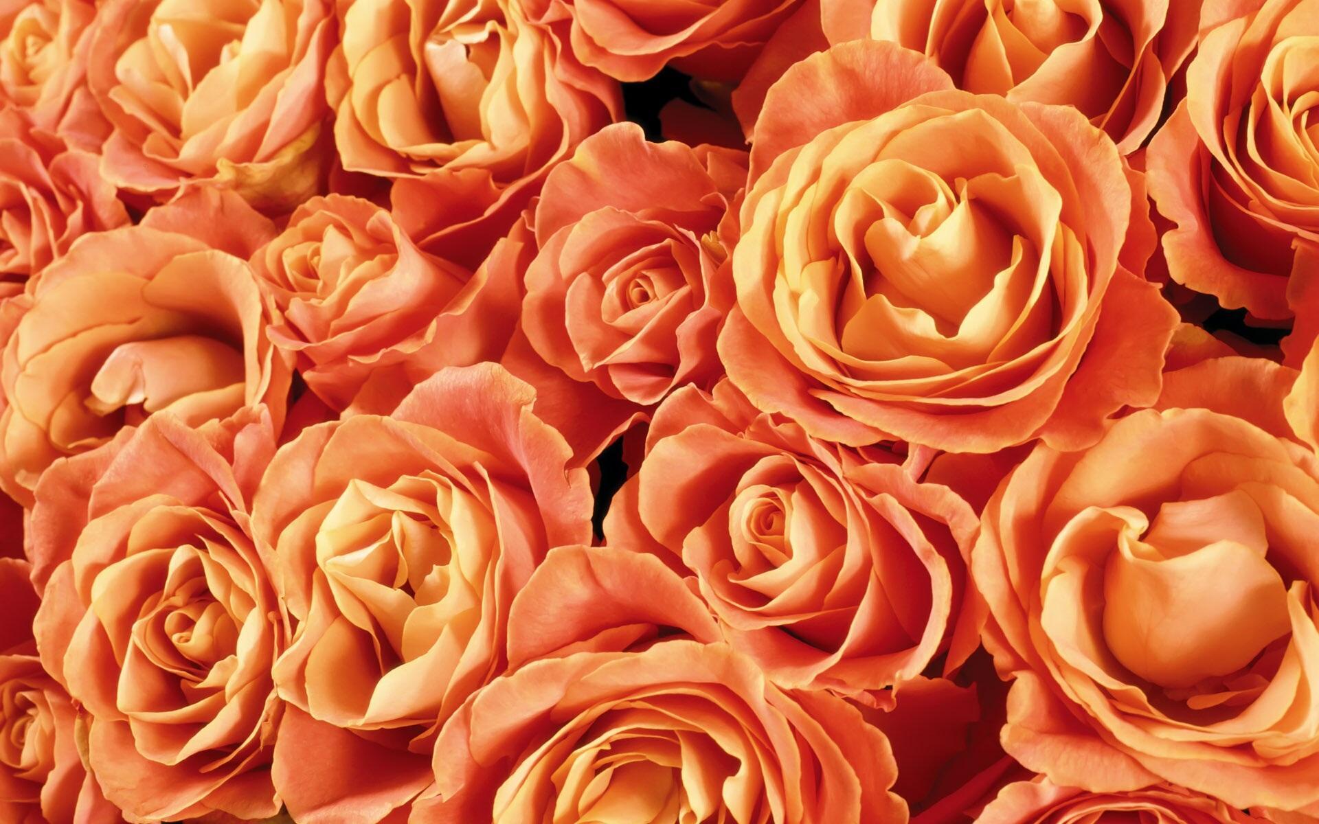 Peach Rose Wallpapers - Top Free Peach Rose Backgrounds - WallpaperAccess