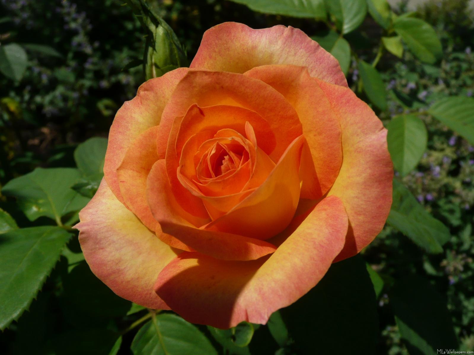 Peach Rose Wallpapers - Top Free Peach Rose Backgrounds - WallpaperAccess