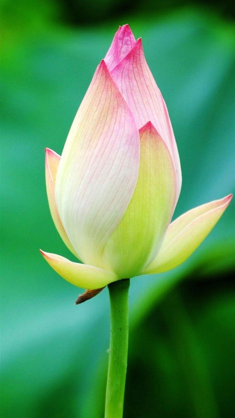 Lotus Phone Wallpapers - Top Free Lotus Phone Backgrounds - WallpaperAccess