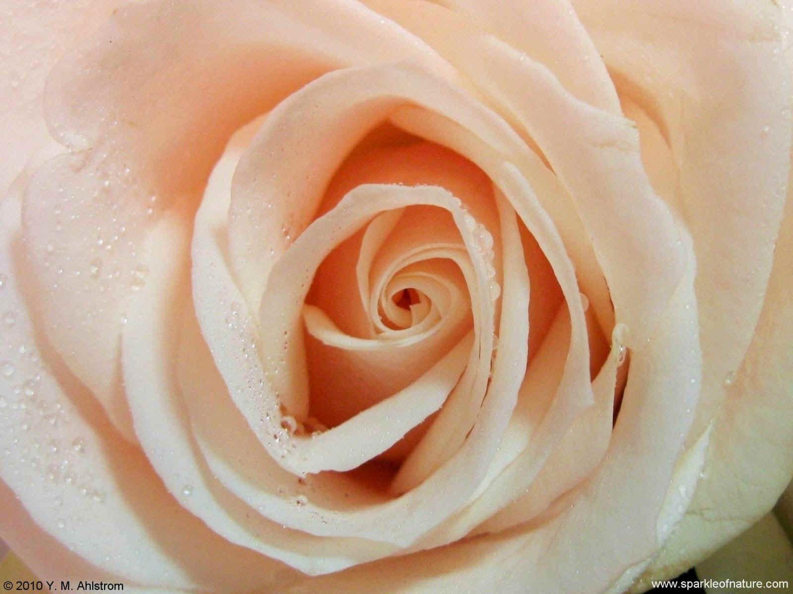 Peach Rose Wallpapers - Top Free Peach Rose Backgrounds - WallpaperAccess