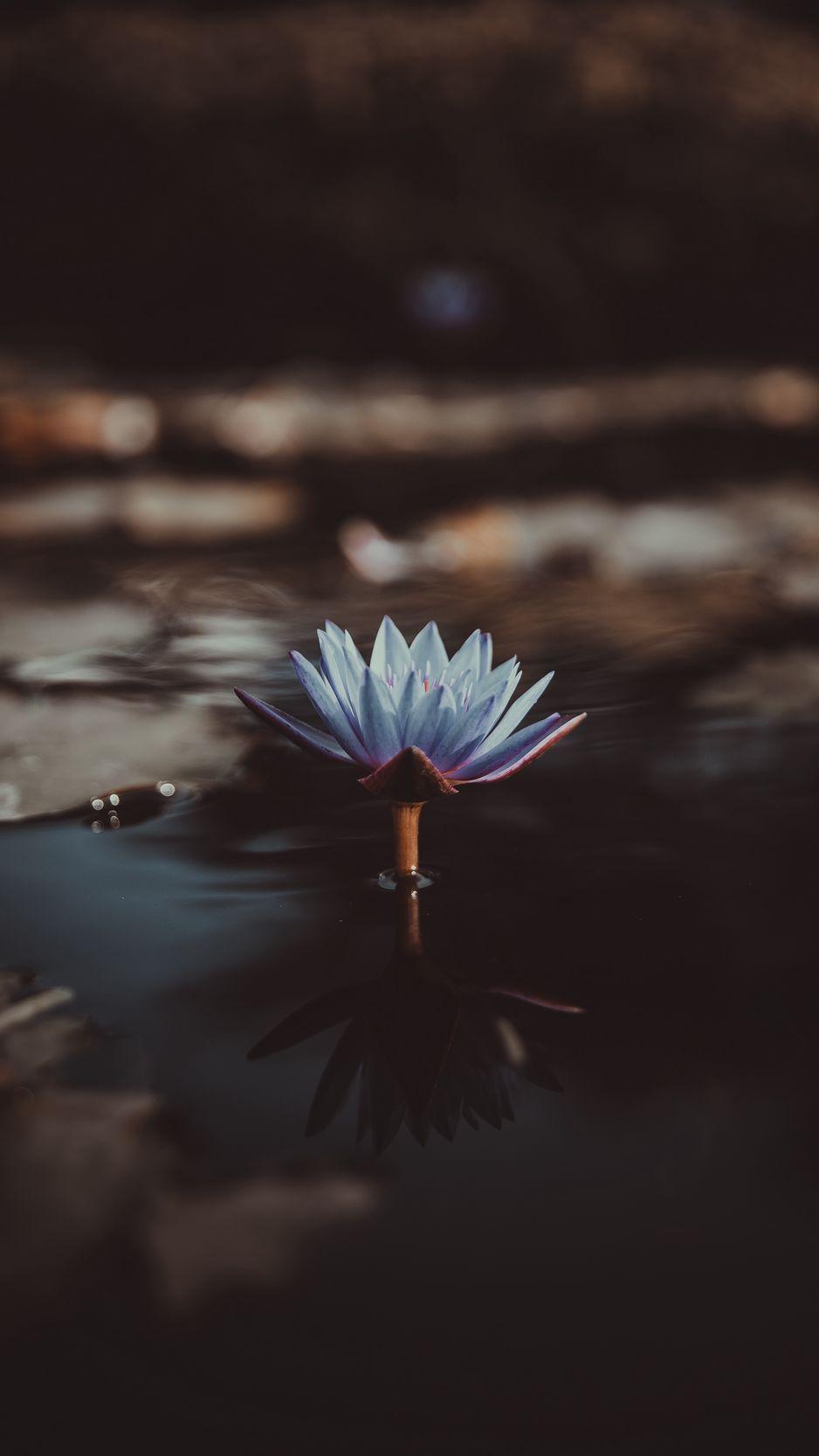 Lotus Phone Wallpapers - Top Free Lotus Phone Backgrounds - WallpaperAccess