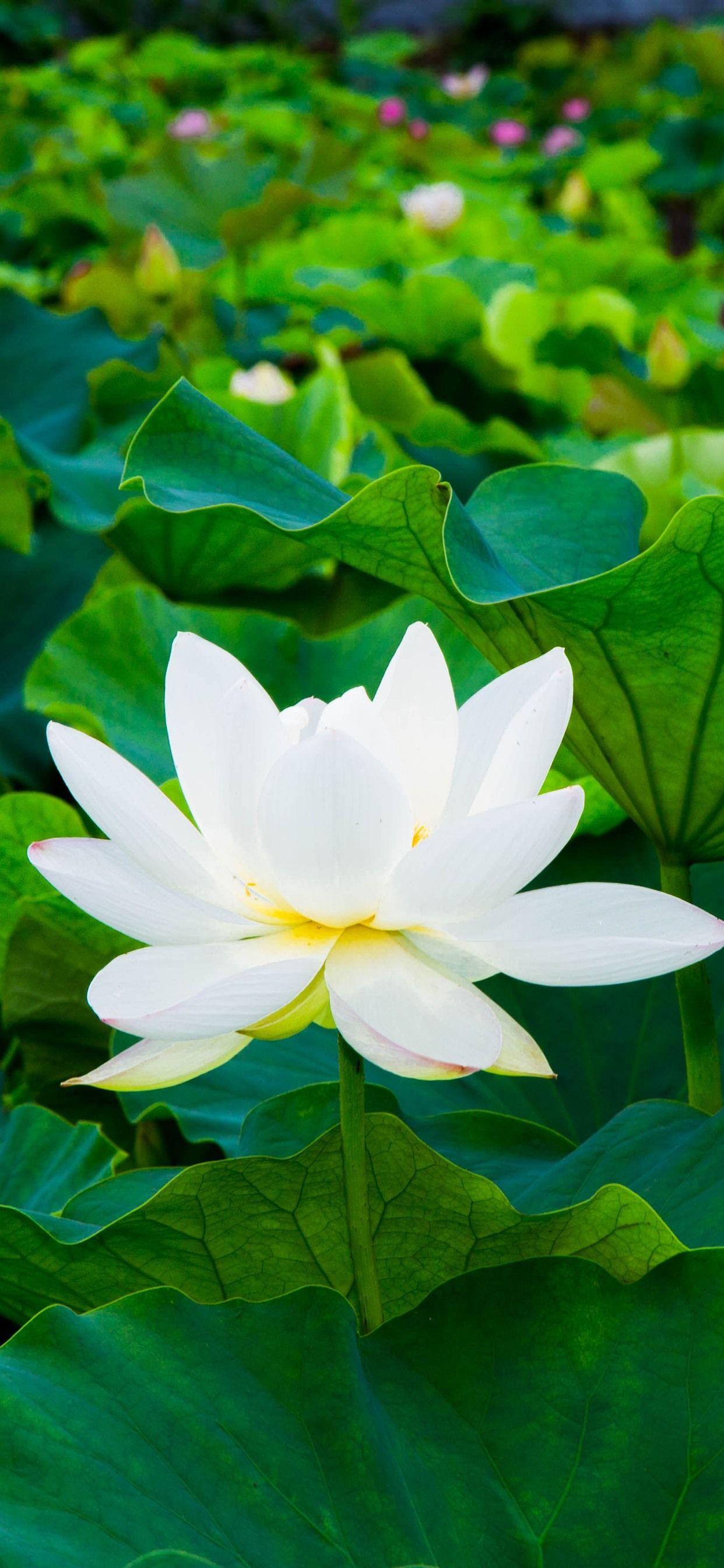 HD Lotus Wallpapers - Top Free HD Lotus Backgrounds - WallpaperAccess