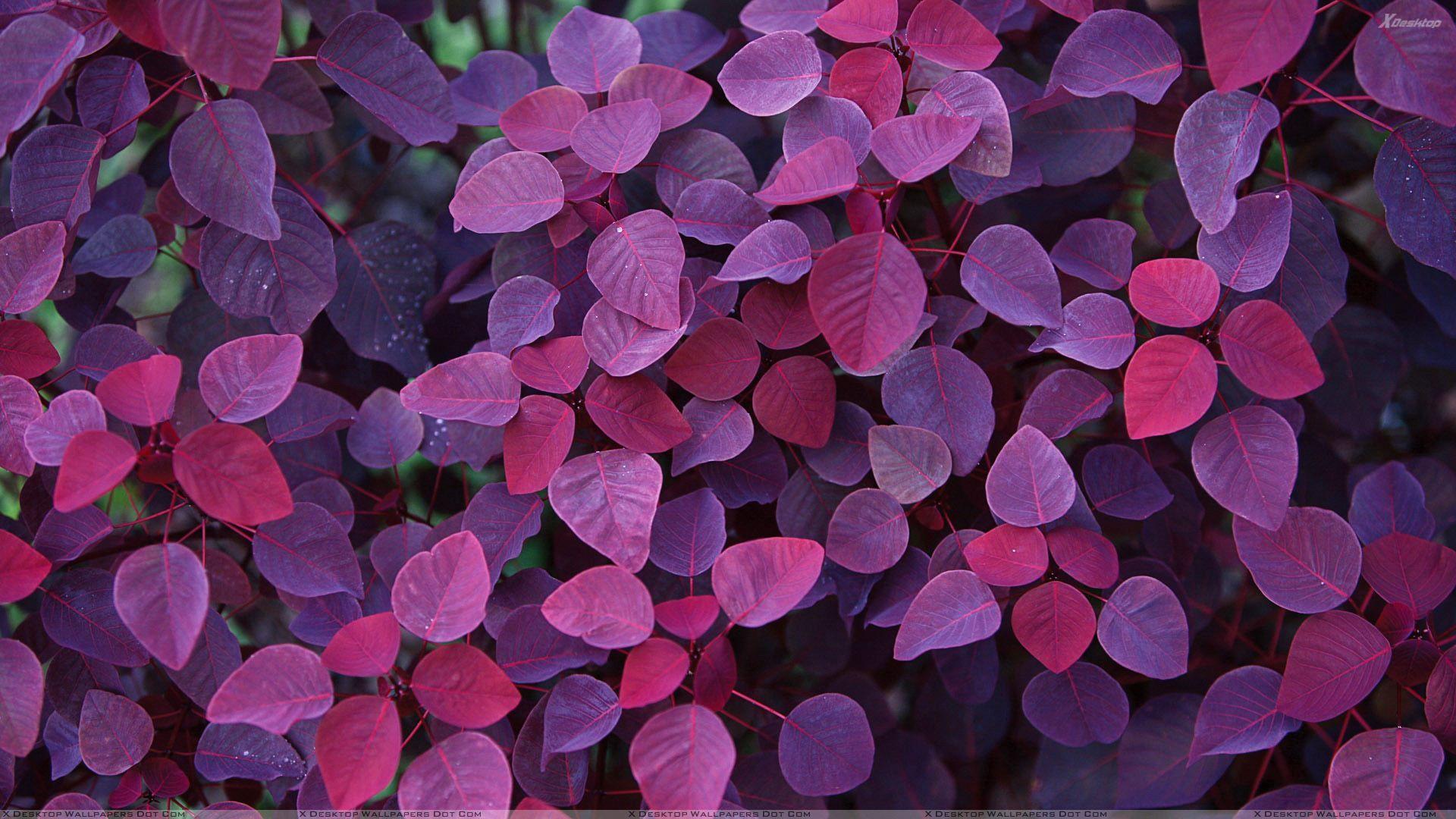 Pink Leaves Wallpapers - Top Free Pink Leaves Backgrounds - WallpaperAccess