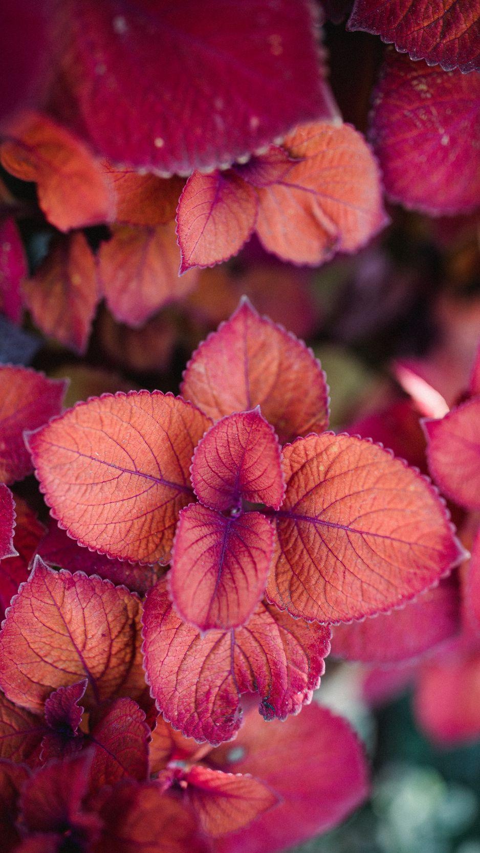 Pink Leaves Wallpapers - Top Free Pink Leaves Backgrounds - WallpaperAccess