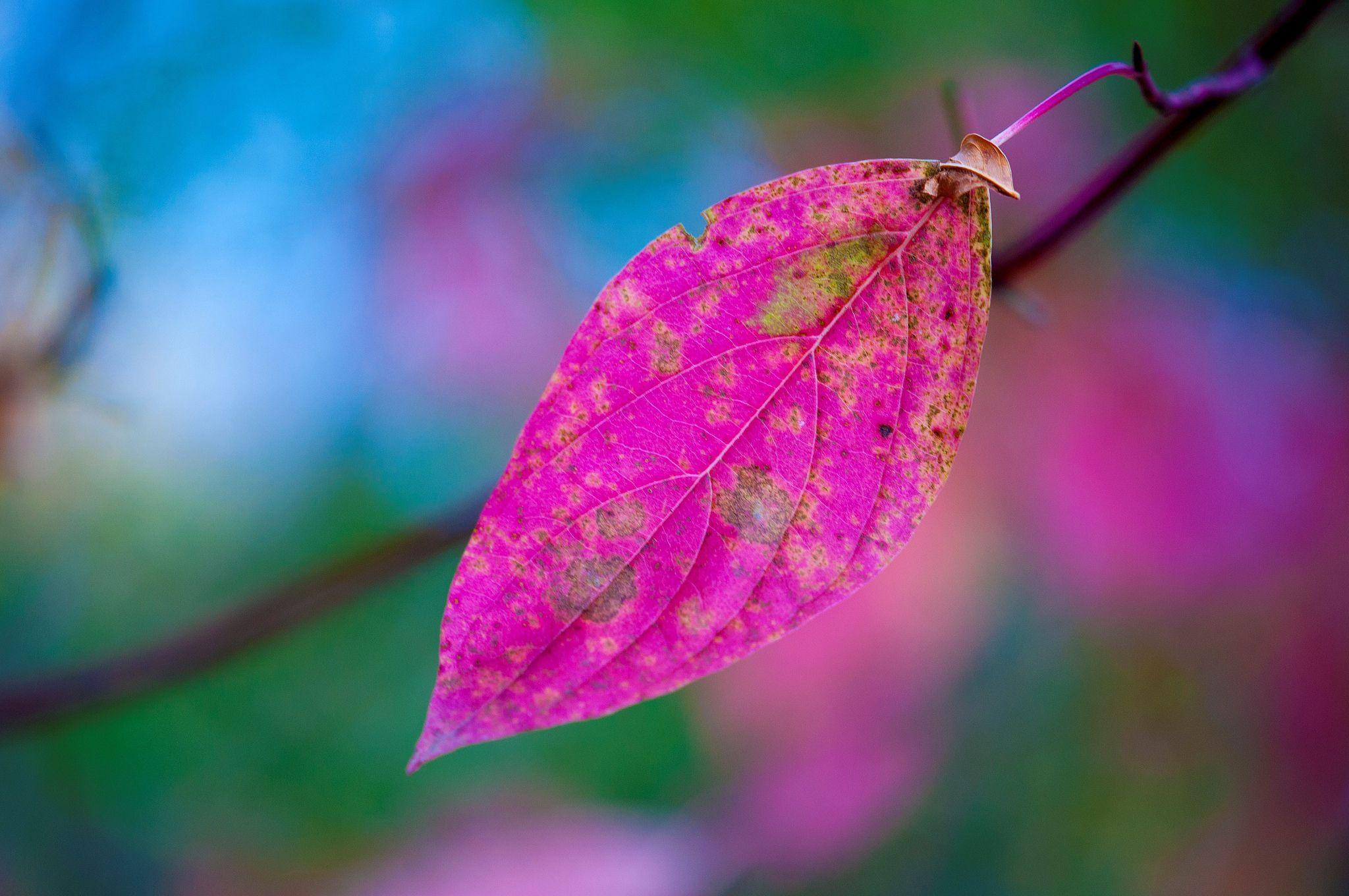 Pink Leaves Wallpapers - Top Free Pink Leaves Backgrounds - WallpaperAccess