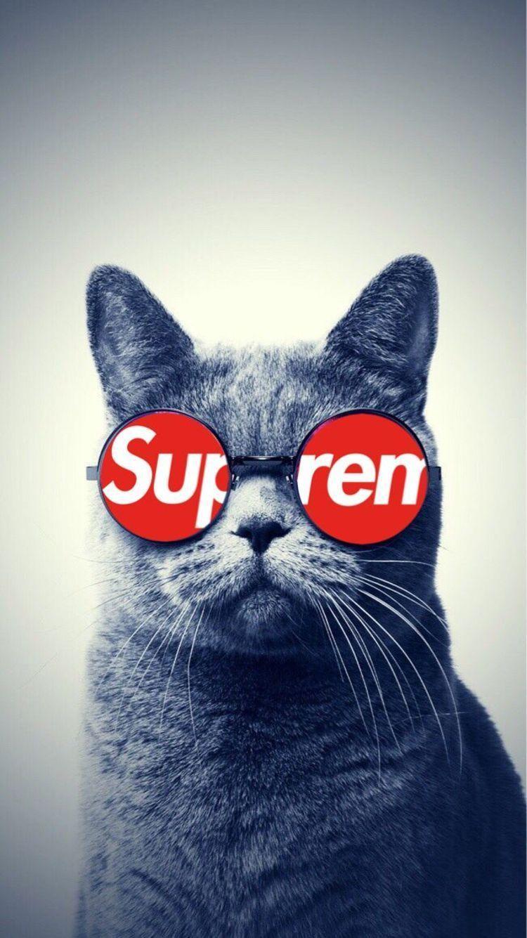 Supreme Cat Wallpapers - Top Free Supreme Cat Backgrounds - WallpaperAccess