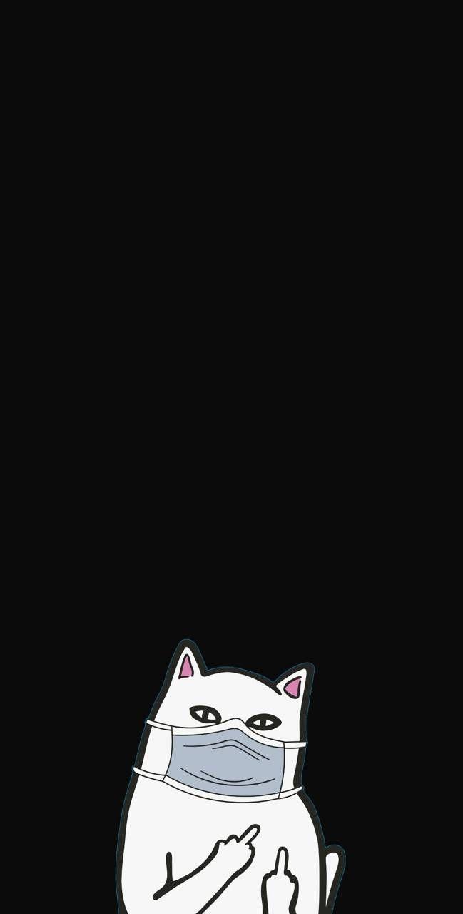 Supreme Cat Wallpapers - Top Free Supreme Cat Backgrounds - WallpaperAccess