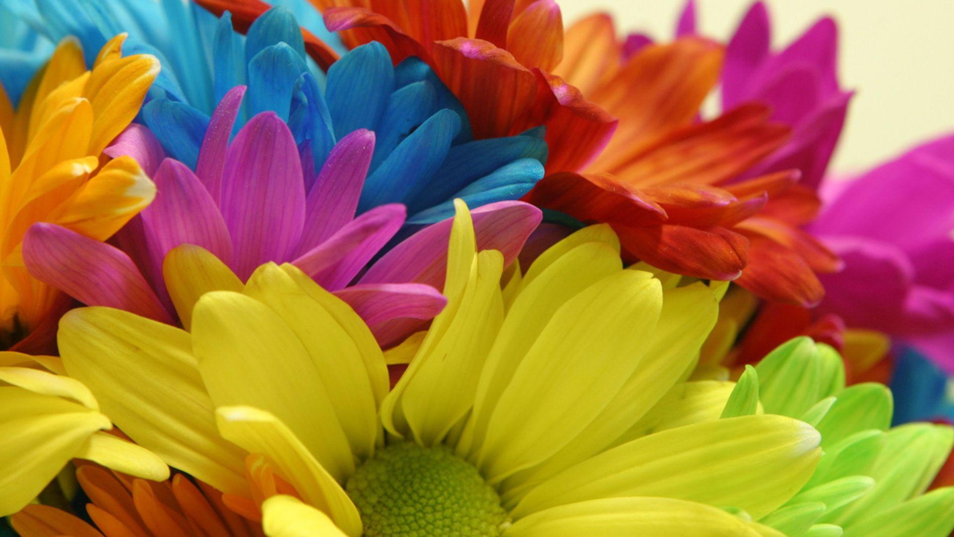 Color Flower Wallpapers - Top Free Color Flower Backgrounds ...
