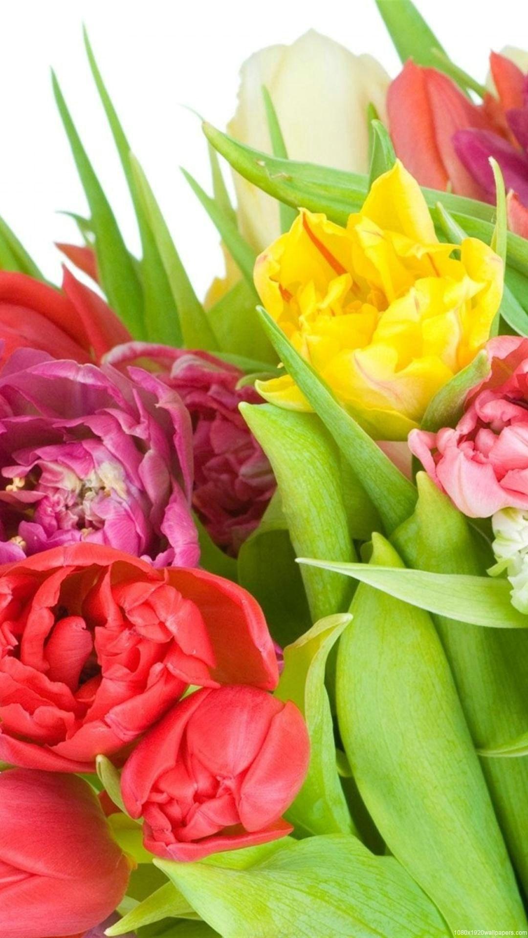 Color Flower Wallpapers - Top Free Color Flower Backgrounds ...