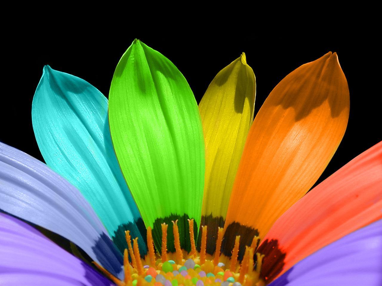 Color Flower Wallpapers - Top Free Color Flower Backgrounds ...