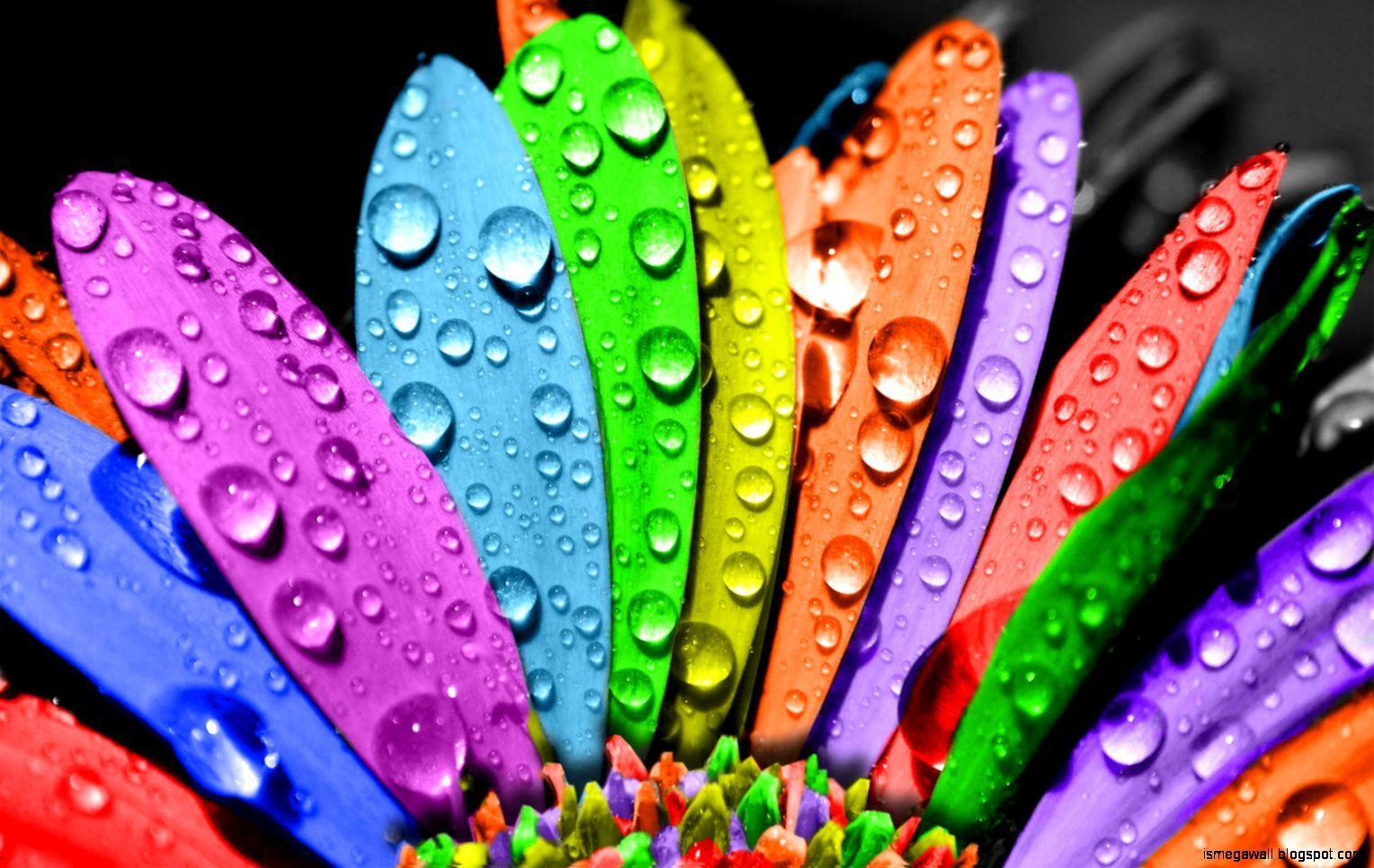 Color Flower Wallpapers - Top Free Color Flower Backgrounds ...