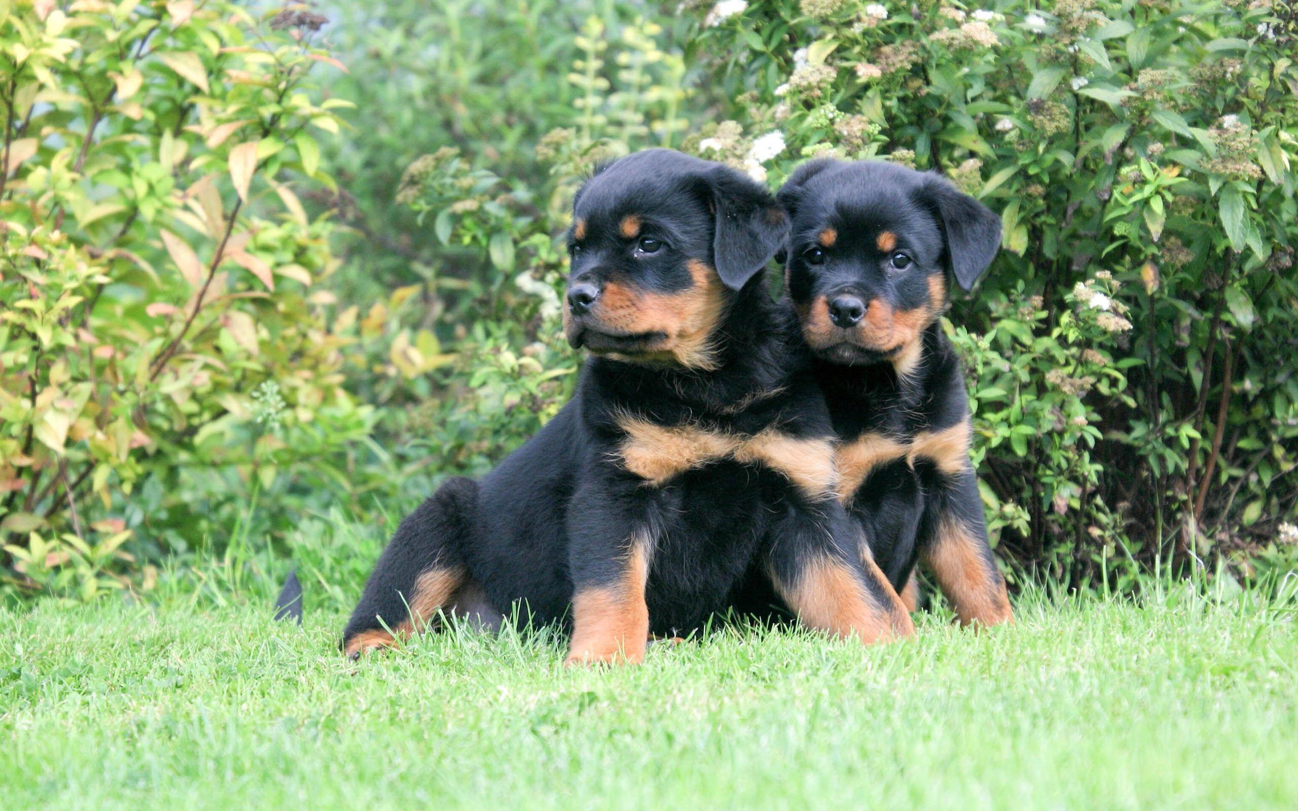Rottweiler Puppy Wallpapers - Top Free Rottweiler Puppy Backgrounds ...