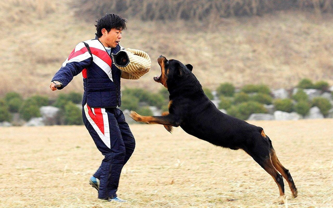 Angry Rottweiler Wallpapers - Top Free Angry Rottweiler Backgrounds ...
