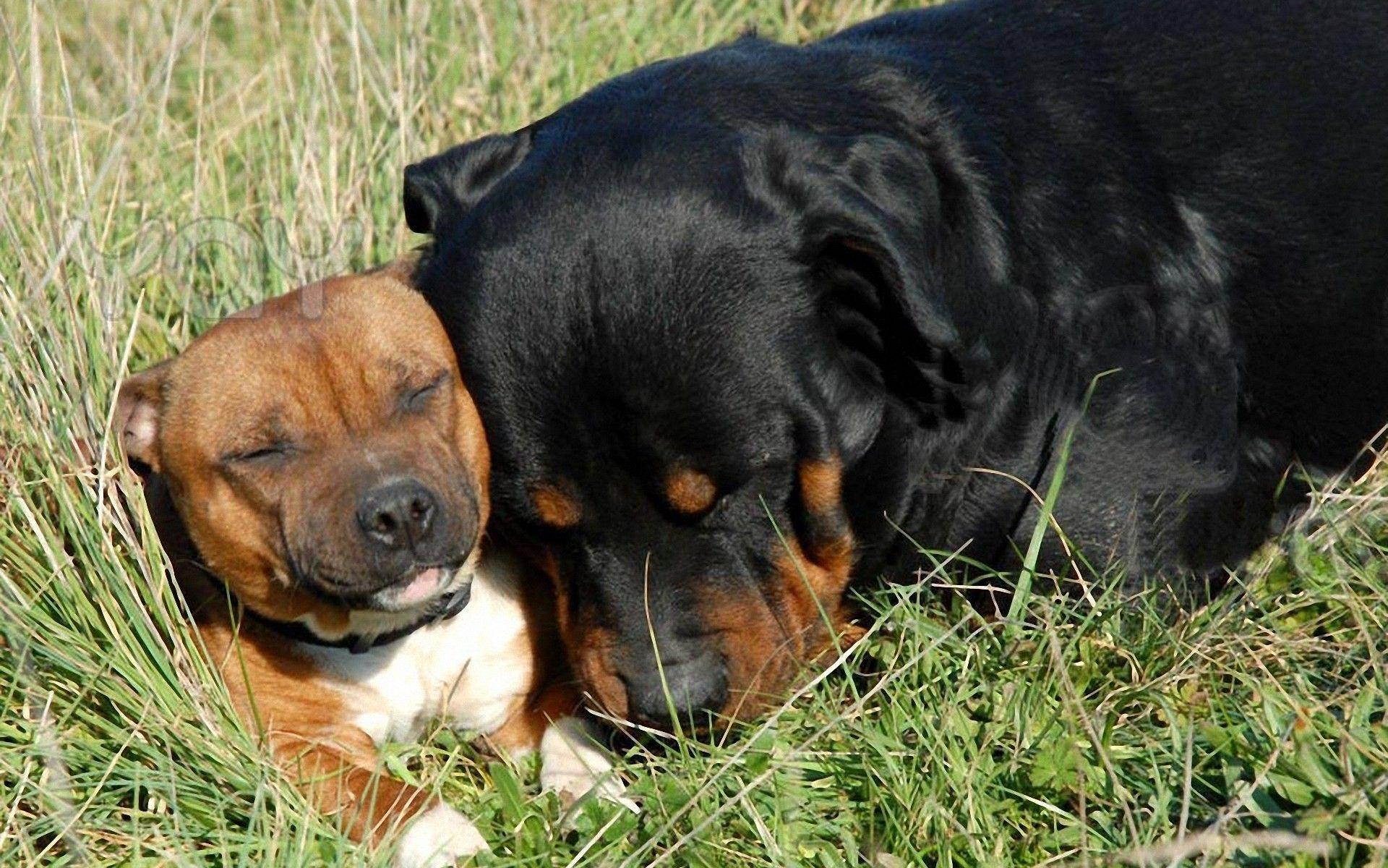 Rottweiler Puppies Wallpapers - Top Free Rottweiler Puppies Backgrounds ...