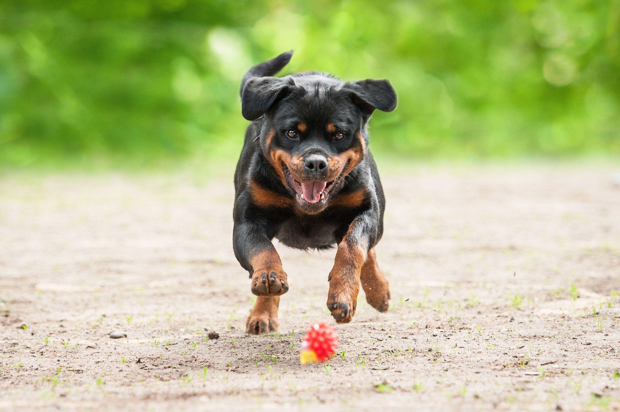 Rottweiler Puppies Wallpapers - Top Free Rottweiler Puppies Backgrounds ...